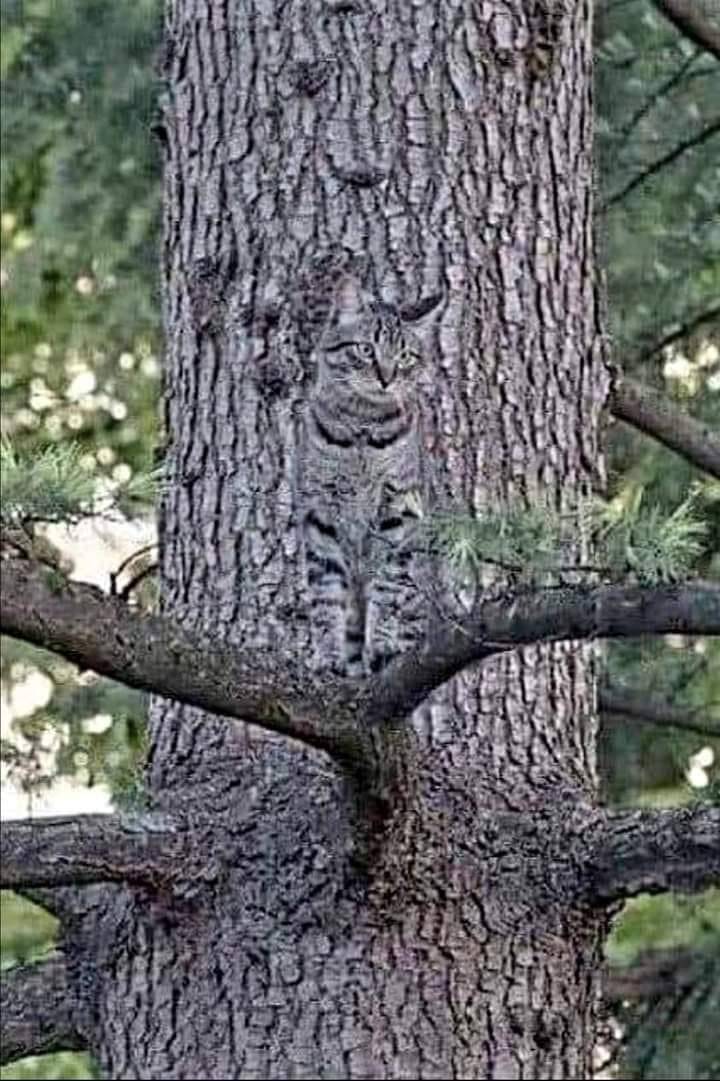 🔥 Blending in | Scrolller