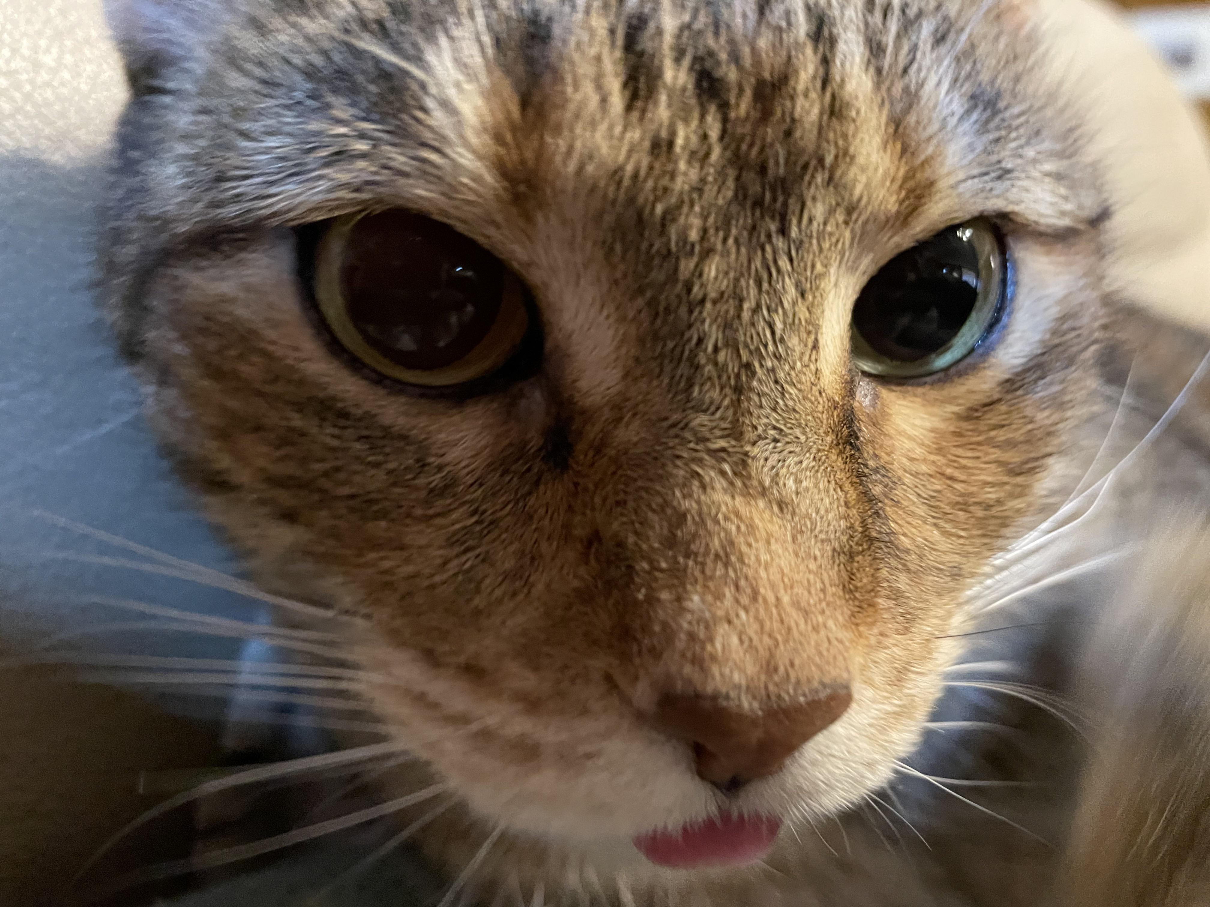 *BLEP* | Scrolller