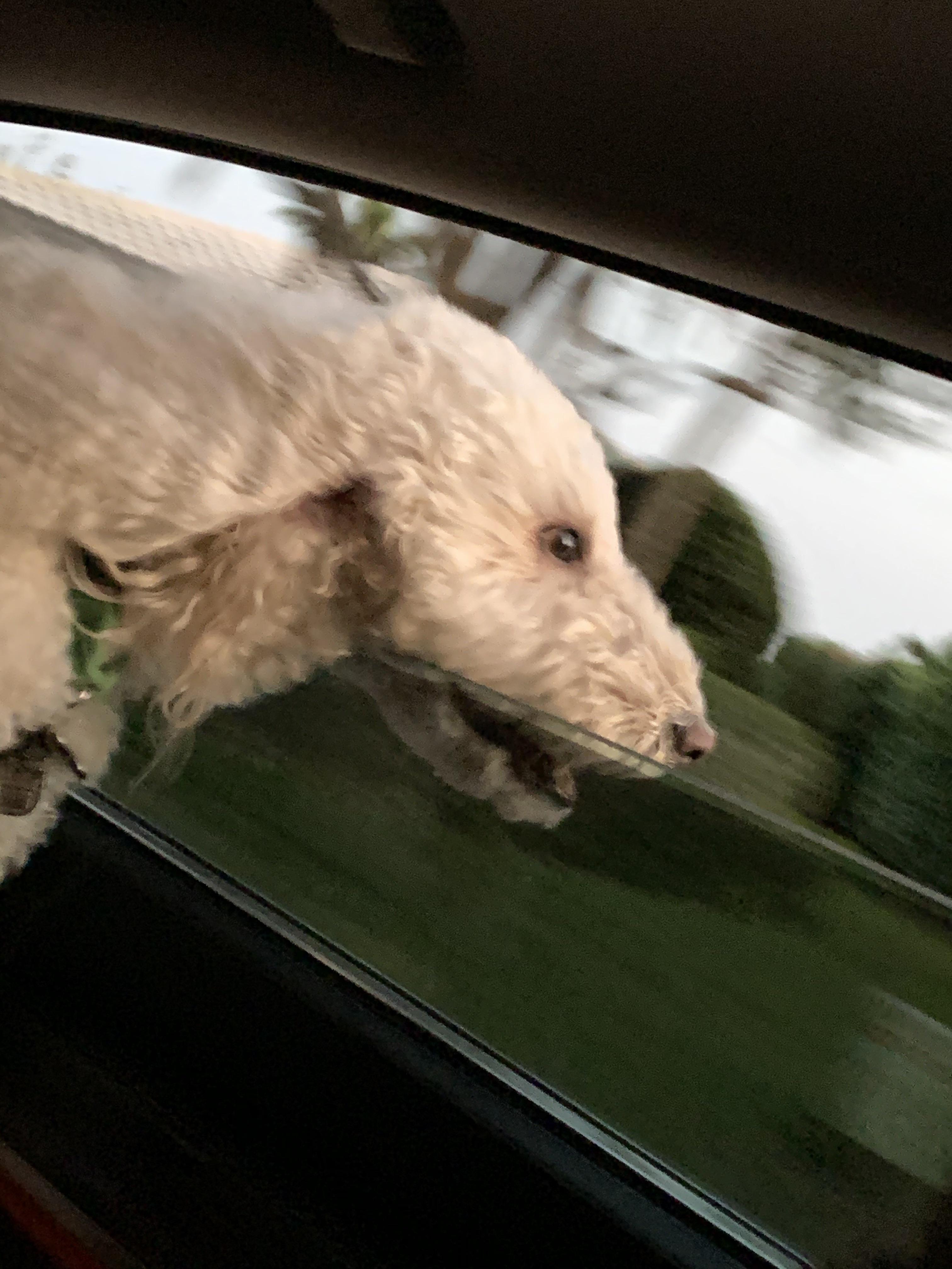 blessed_cat | Scrolller