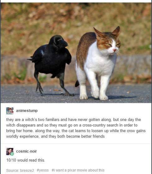 blessed cat and crow | Scrolller