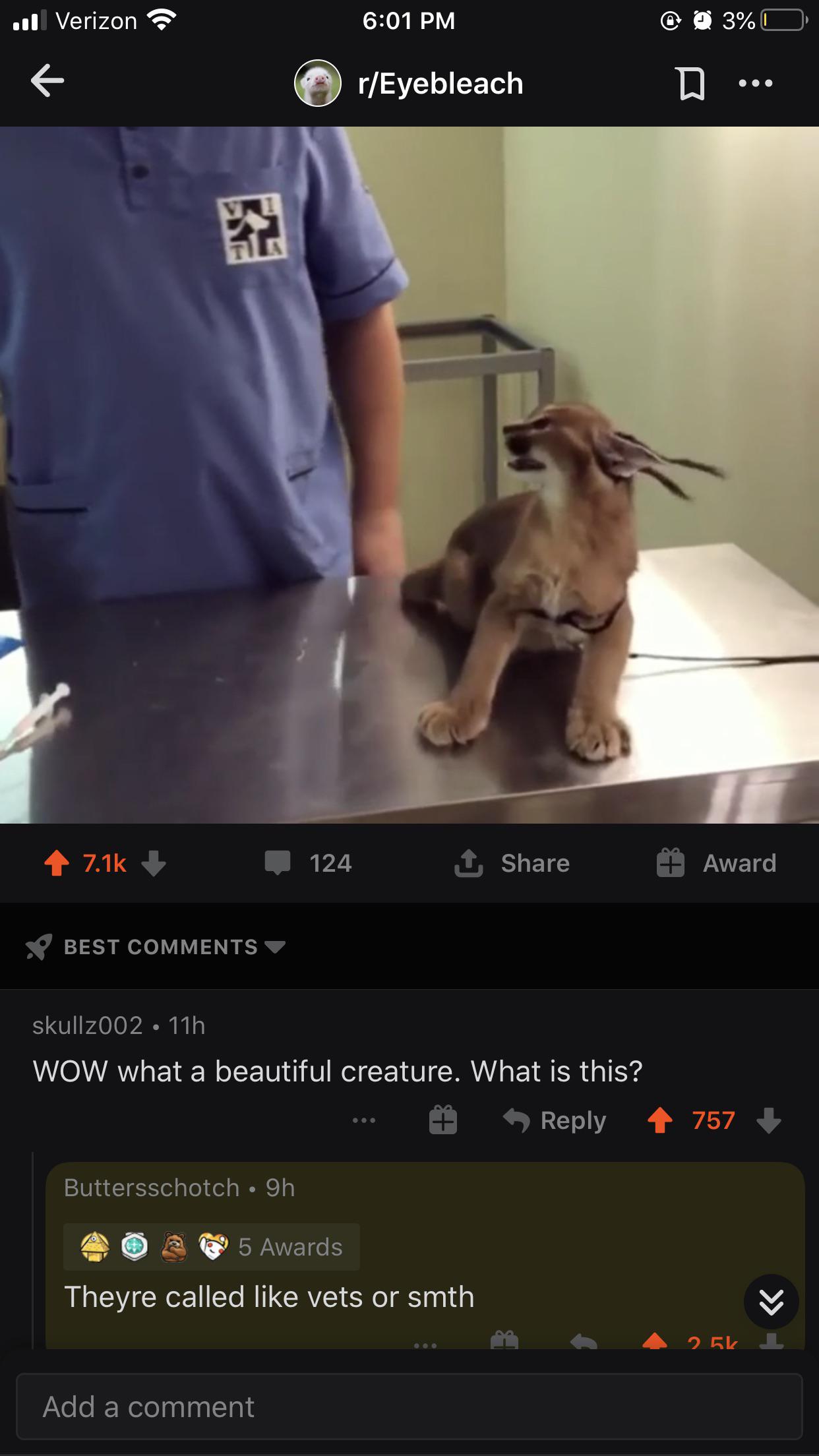 Blessed creature | Scrolller