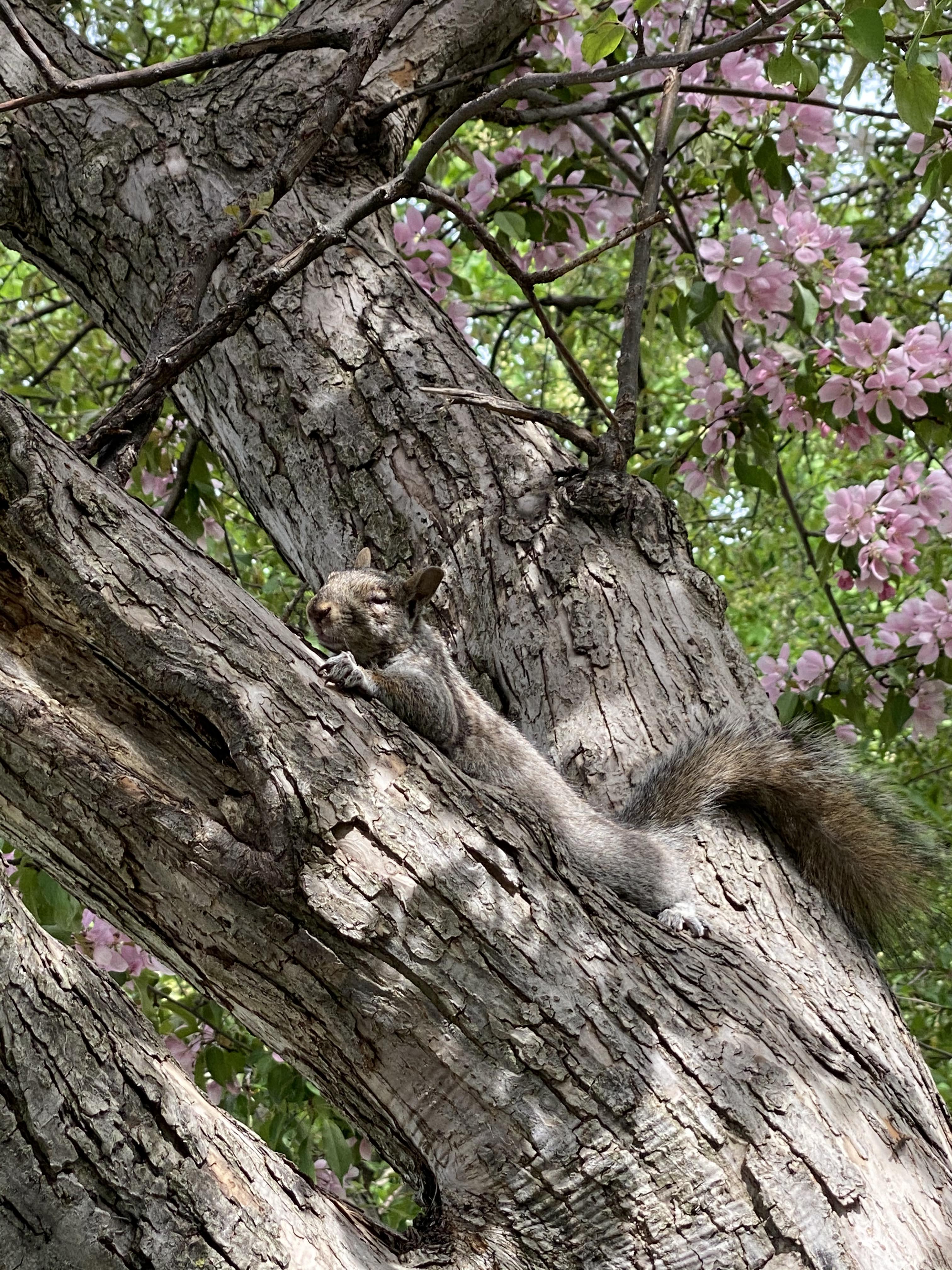 Blind squirrel next to McLennan library 🥺 | Scrolller