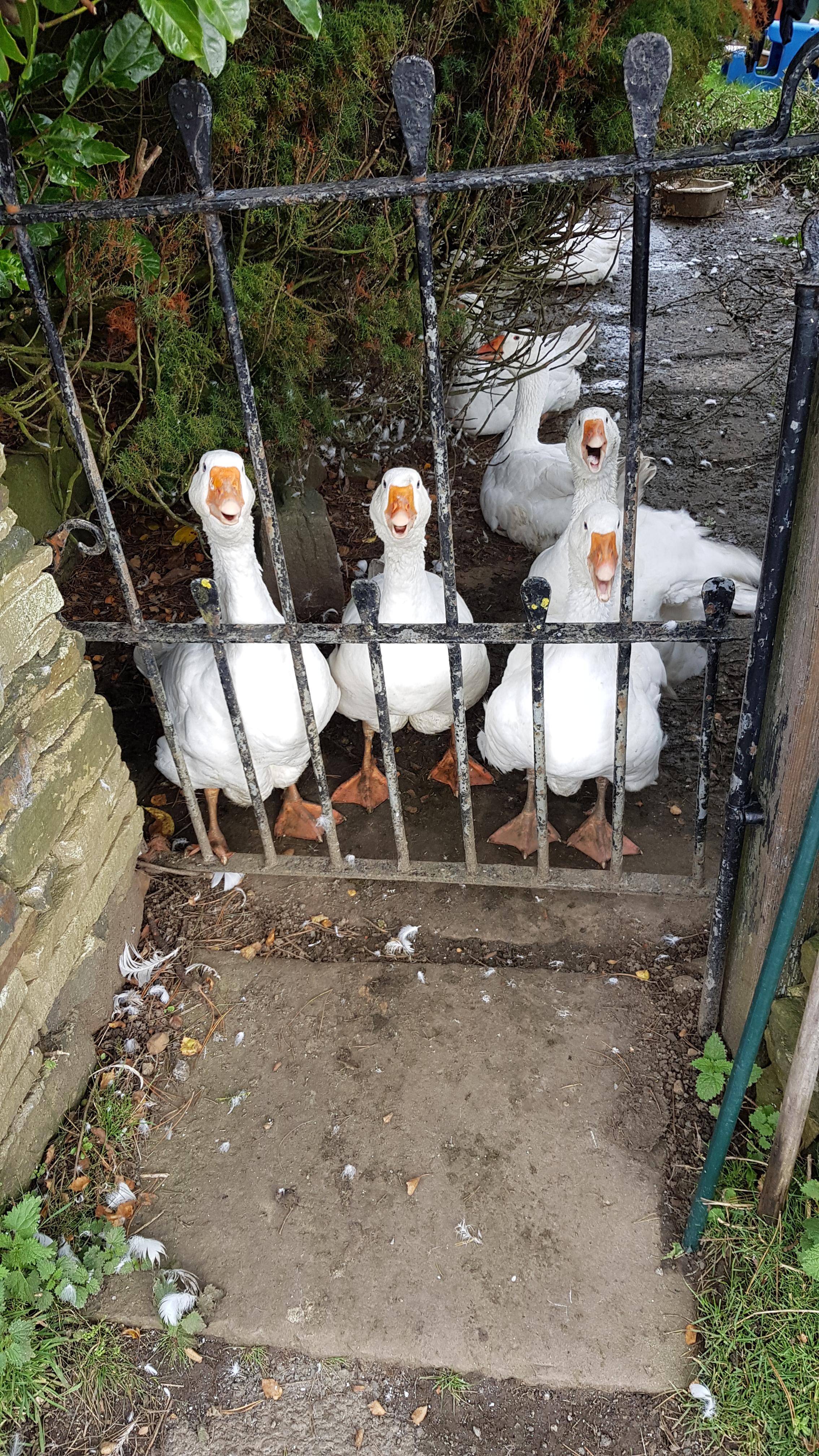 Did someone mention geese? | Scrolller