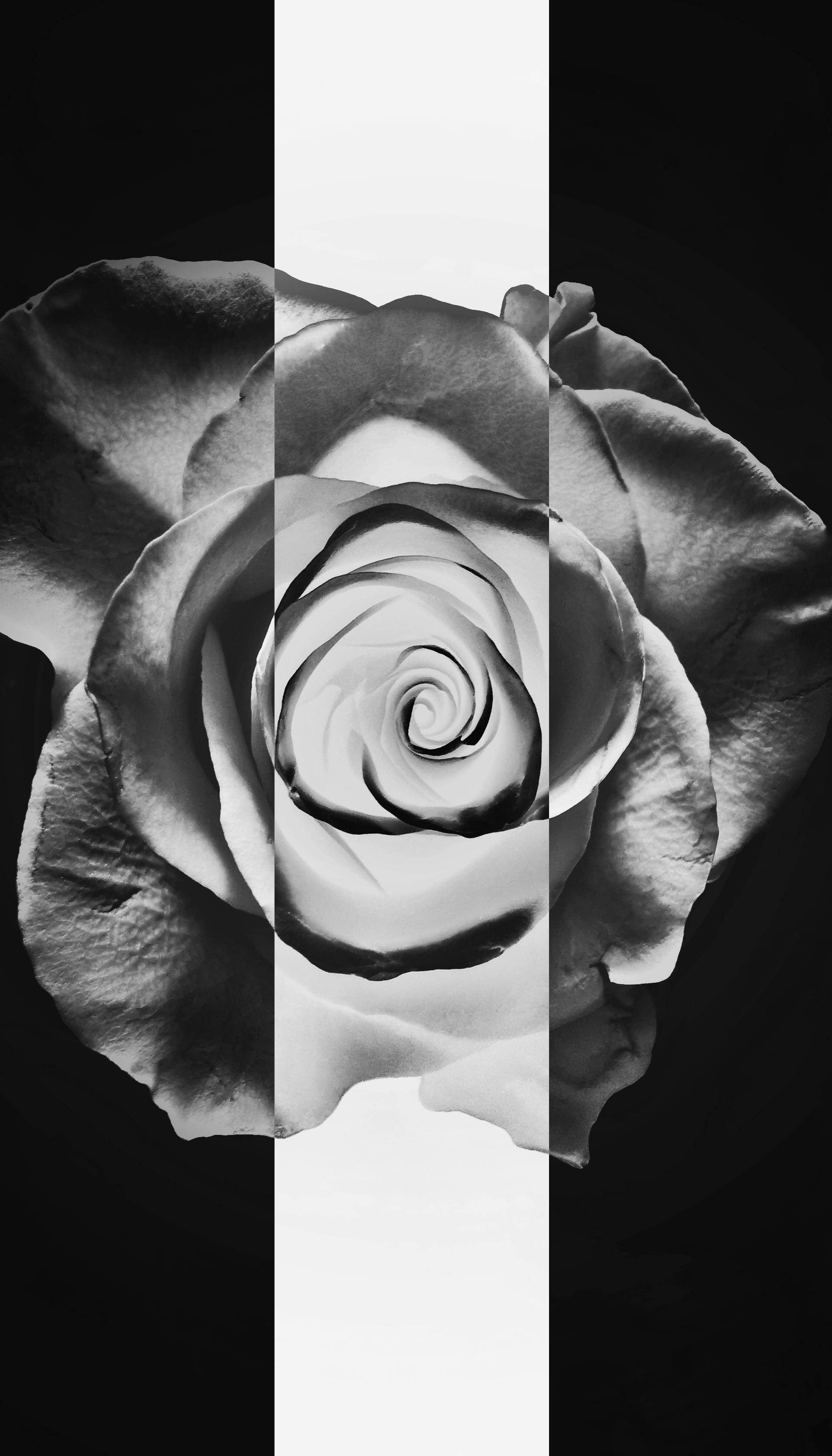 Bloom in Shade | Scrolller