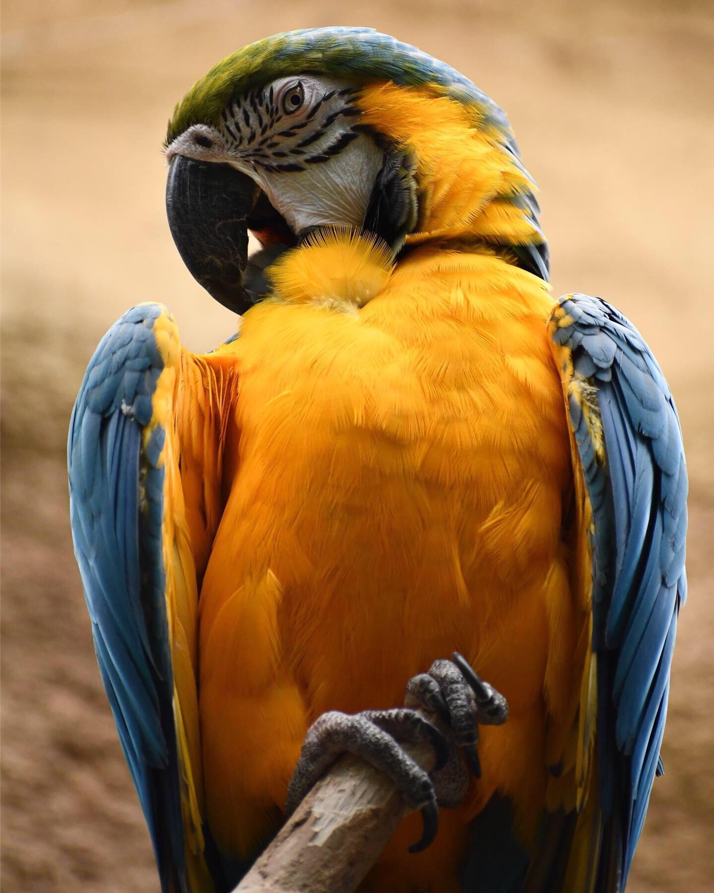 Blue and Yellow Macaw | Scrolller