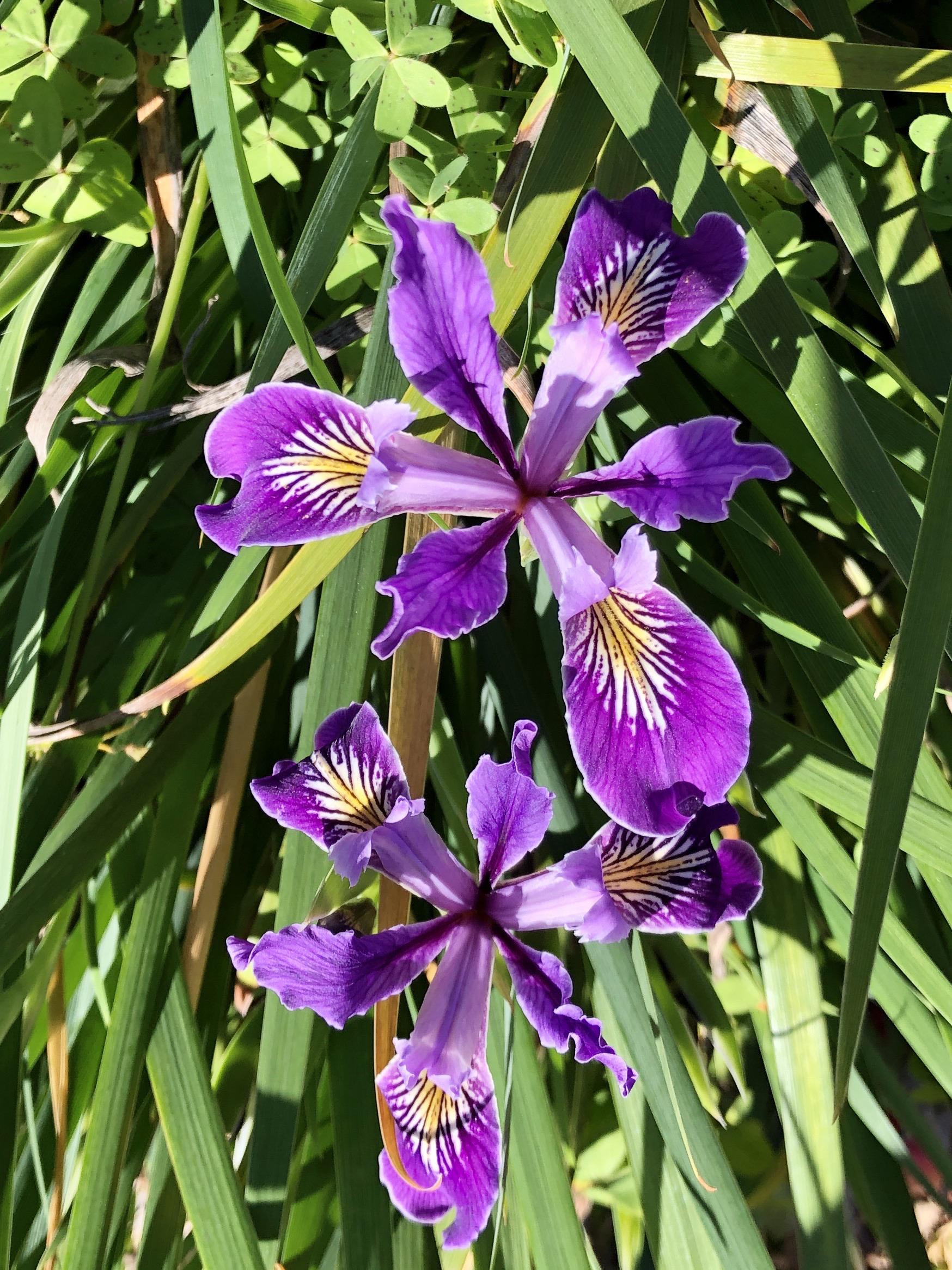 Blue Flag Iris | Scrolller