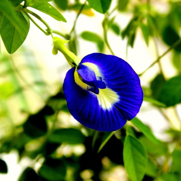 Blue Flower... | Scrolller