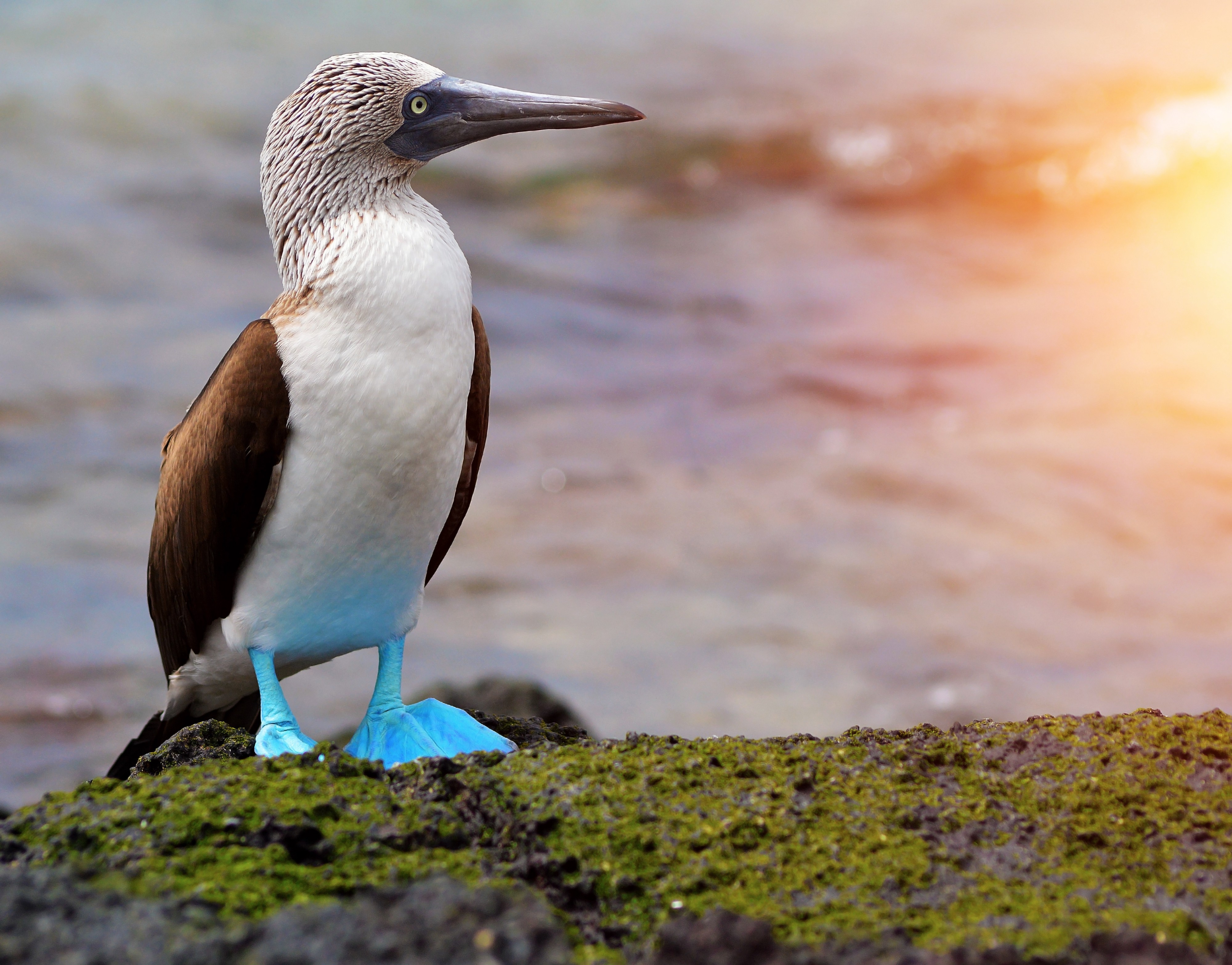 Blue-Footed Booby | Scrolller