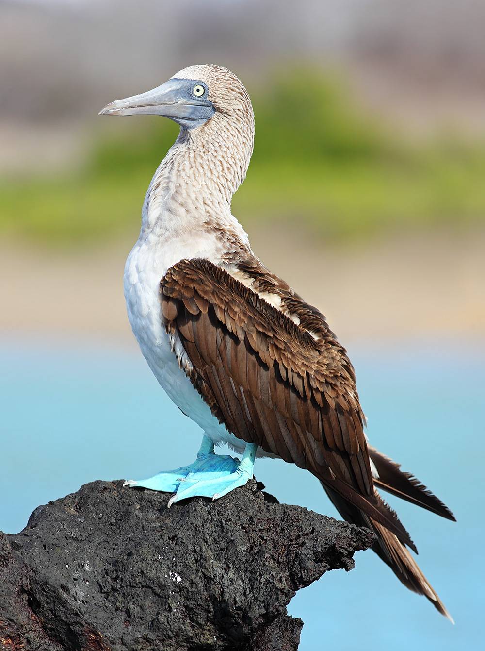 Blue-Footed Booby from Wikipedia | Scrolller