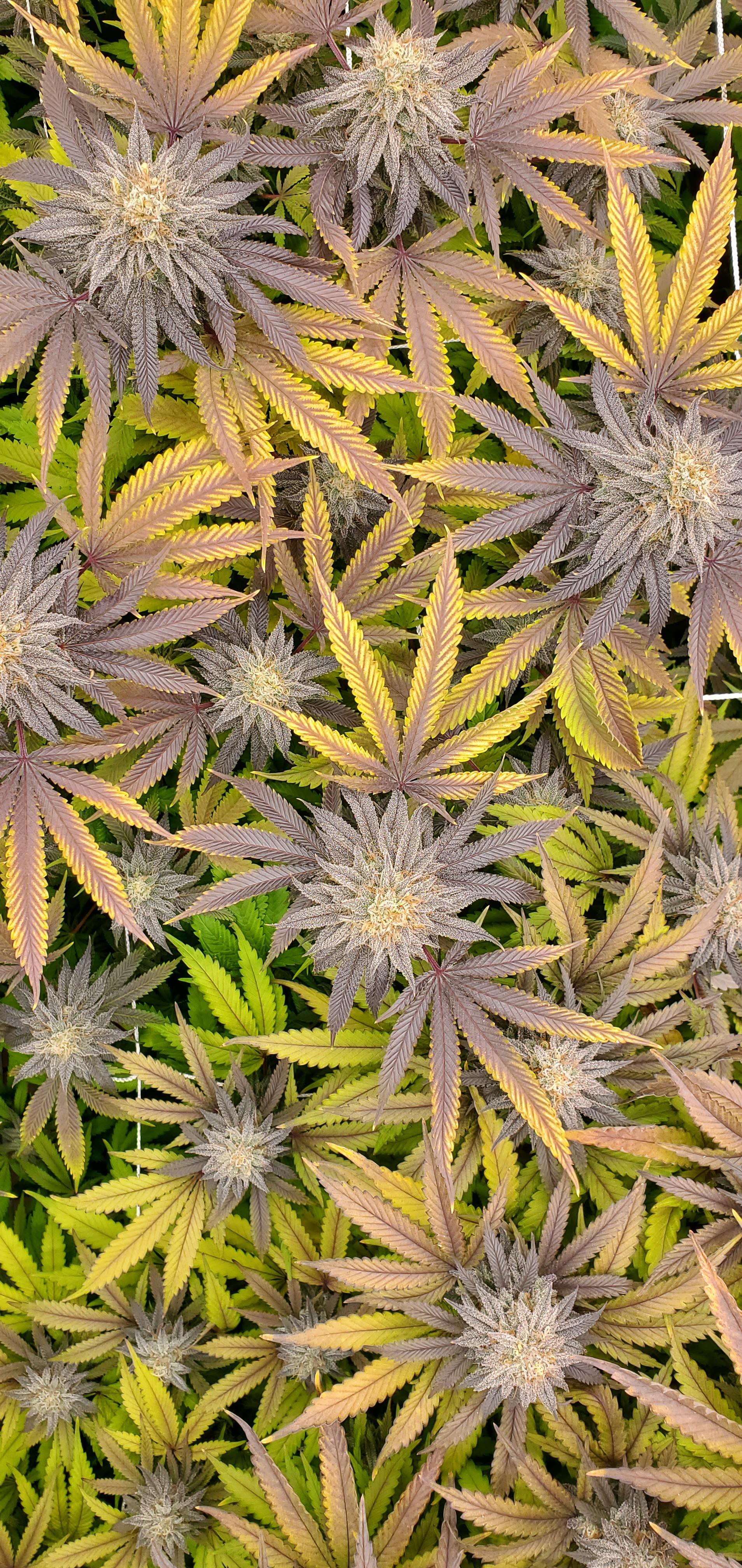 Blue Gas flush fade. Bred by Intrepid Genetics | Scrolller