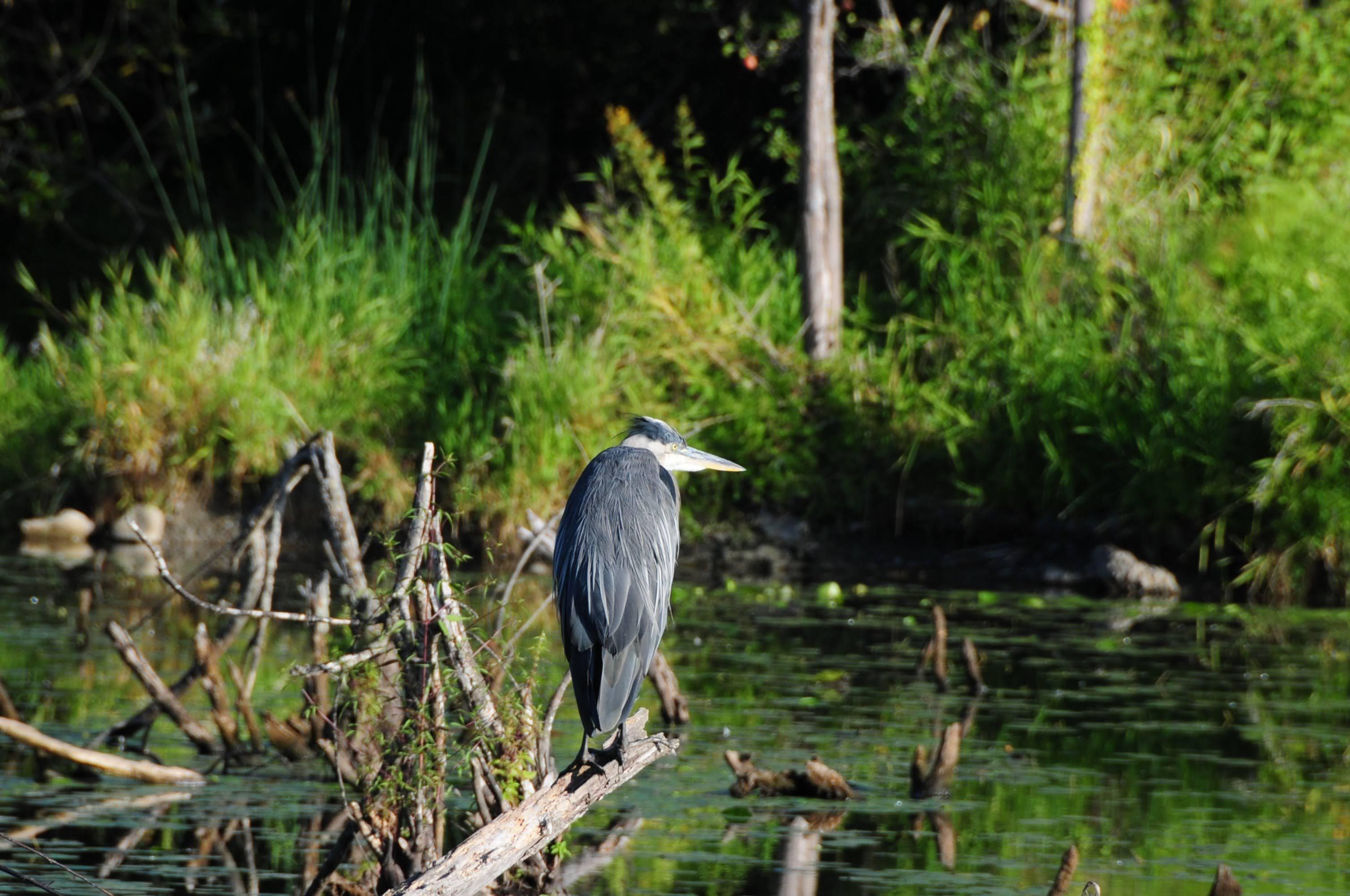 Blue heron brooding in the sunrise | Scrolller