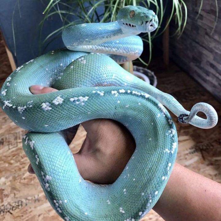 Blue Phase Green Tree Python | Scrolller
