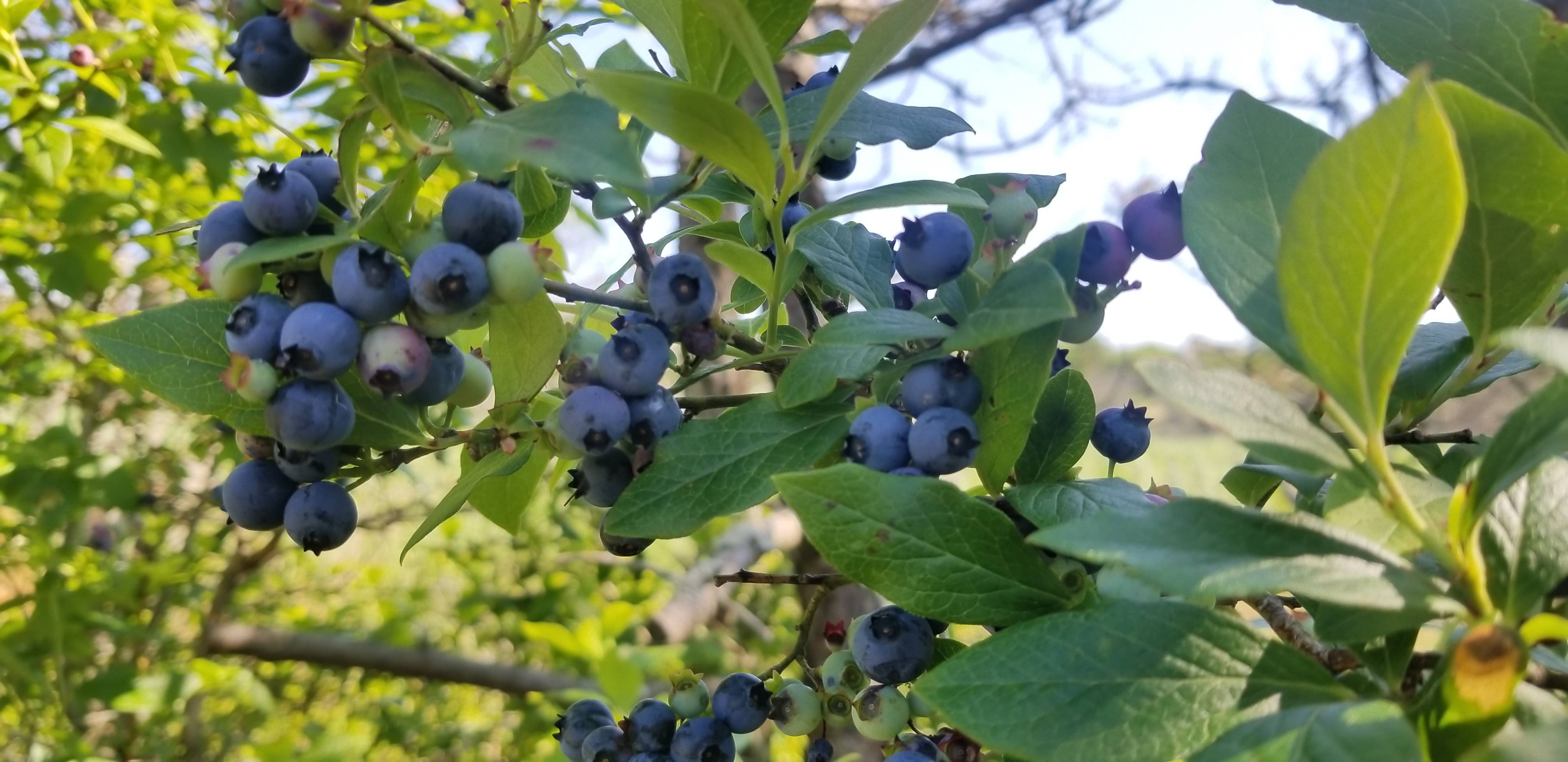 Blueberry season! | Scrolller