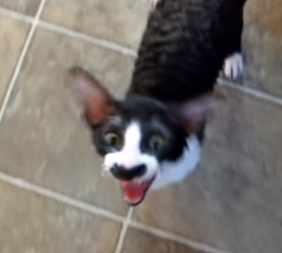 Blurry picture of a kitler | Scrolller