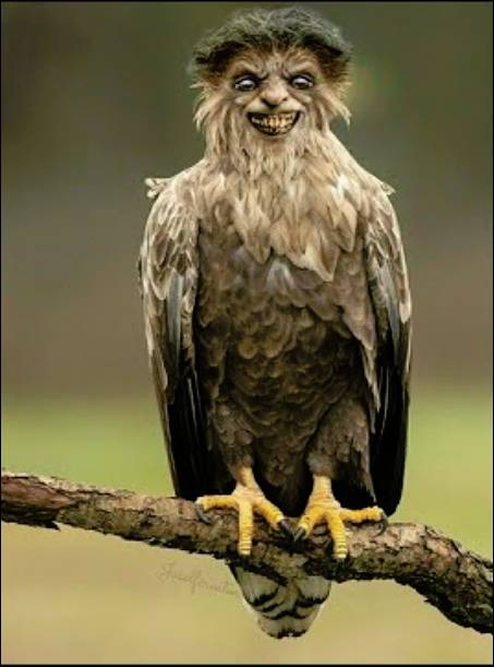 Blursed bird | Scrolller