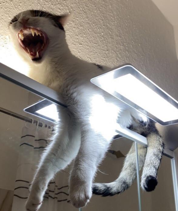 Blursed cat | Scrolller