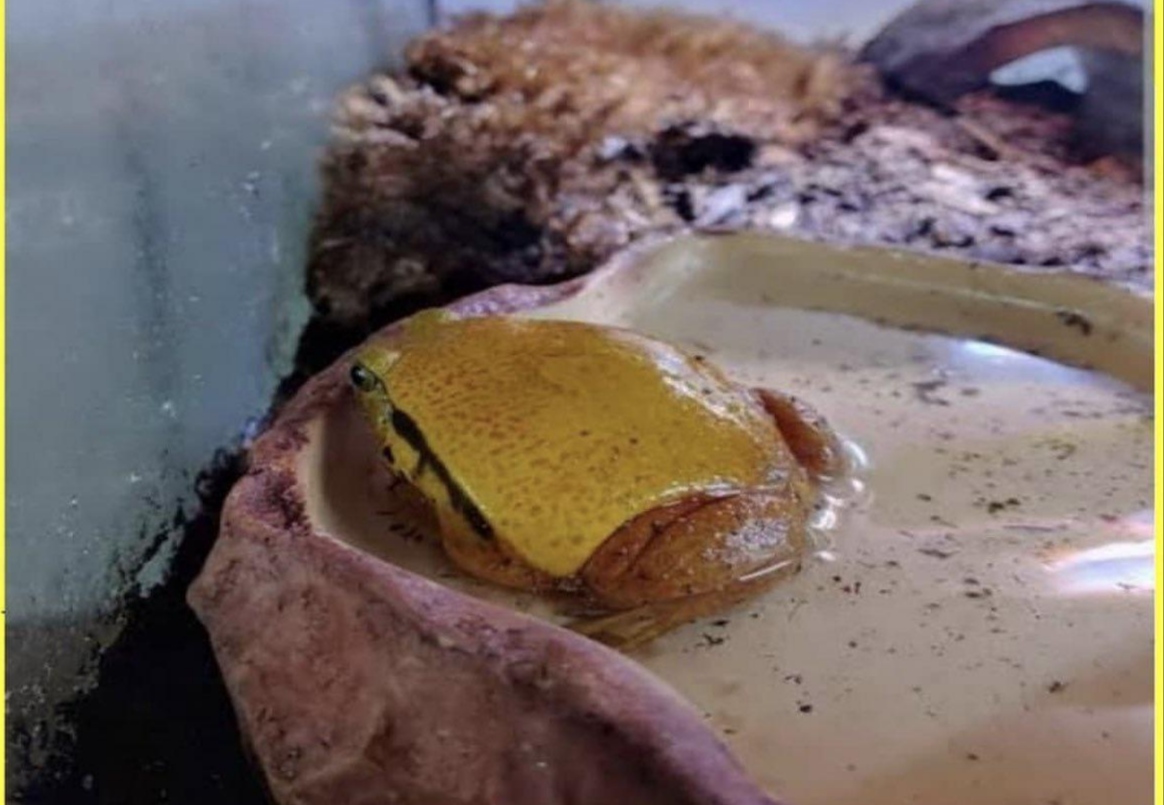 Blursed cheese burger frog | Scrolller