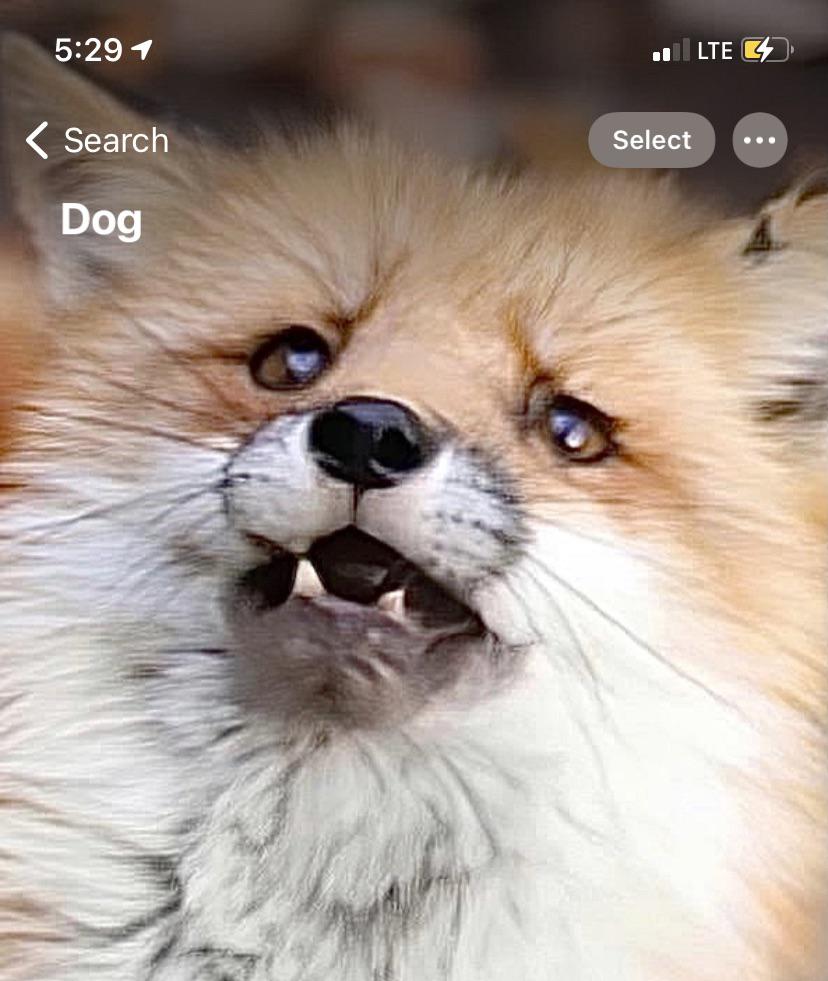 Blursed_dog | Scrolller