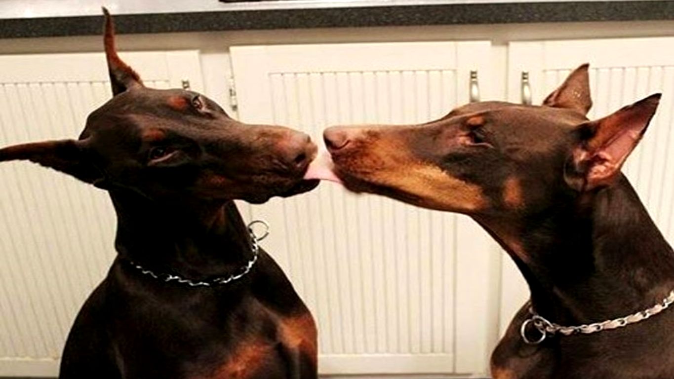 blursed_dogs | Scrolller