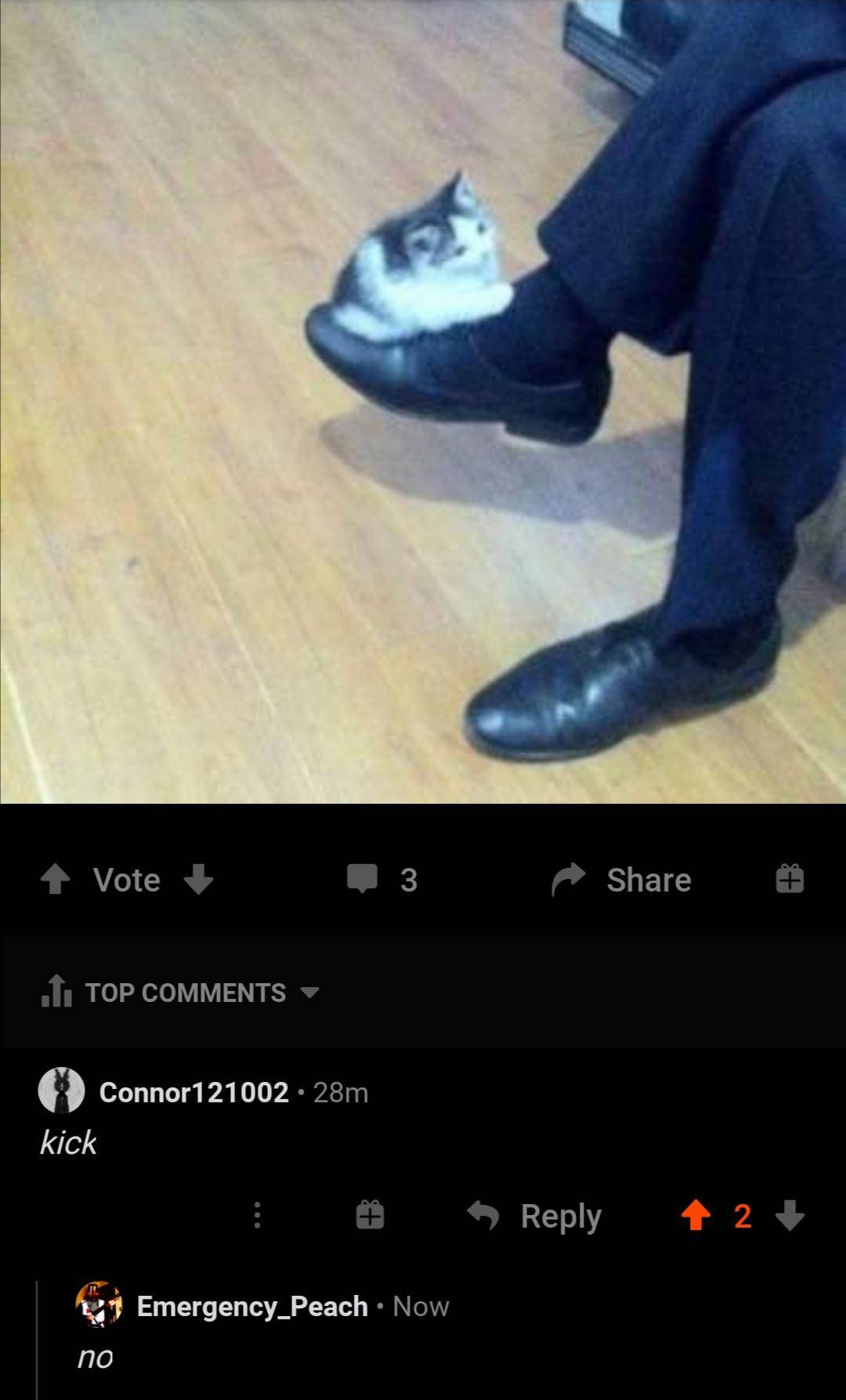 Blursed_kitten | Scrolller