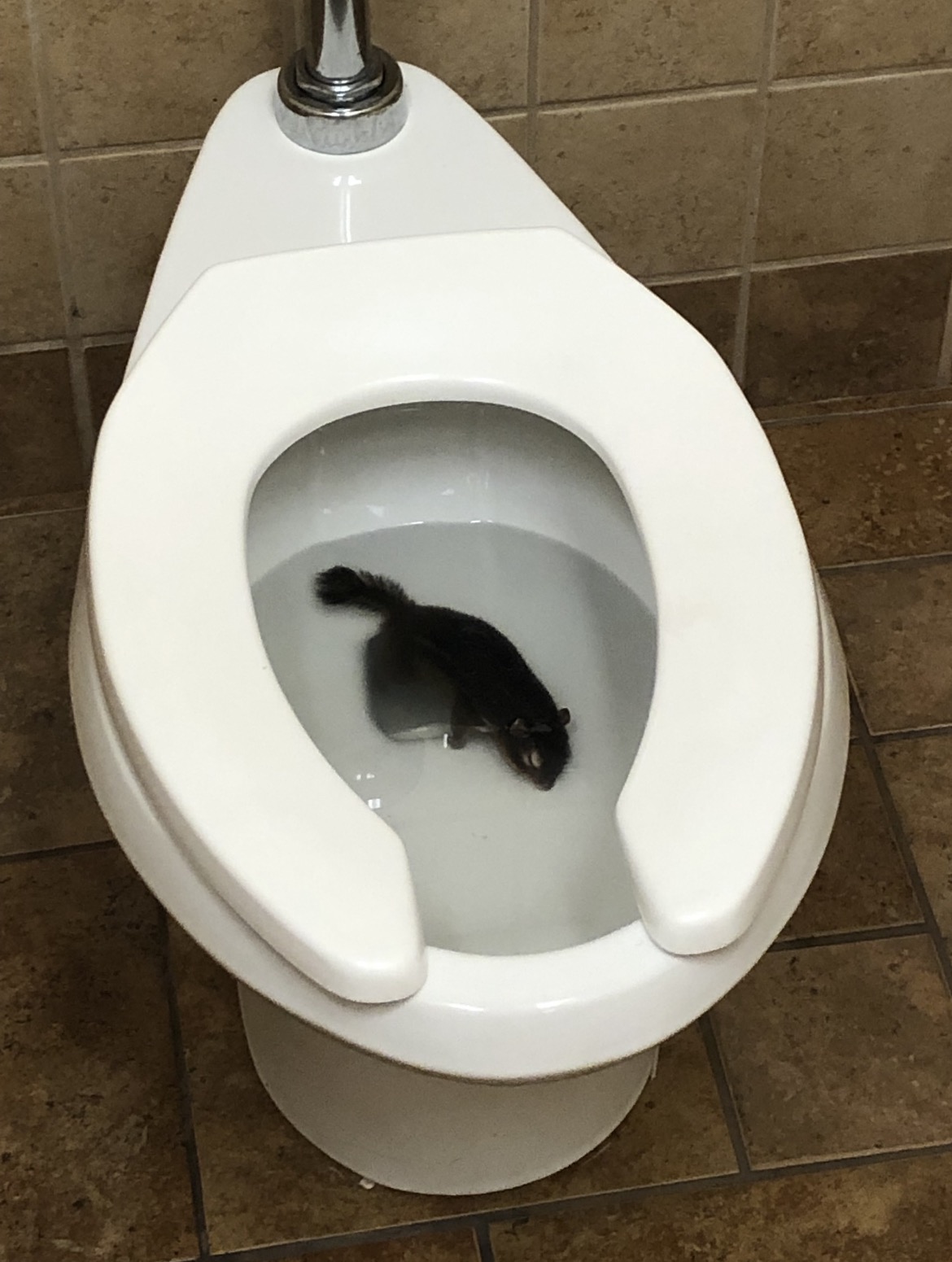 Blursed swimming | Scrolller