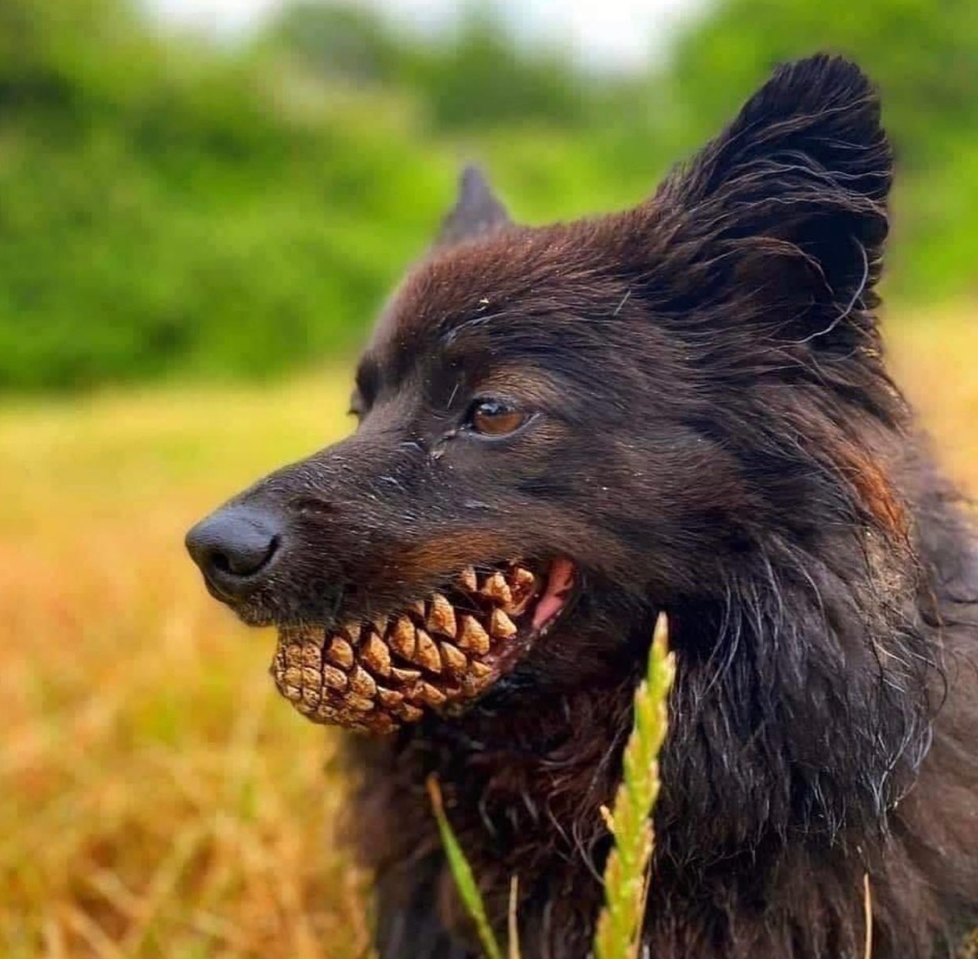 Blursed_teeth | Scrolller