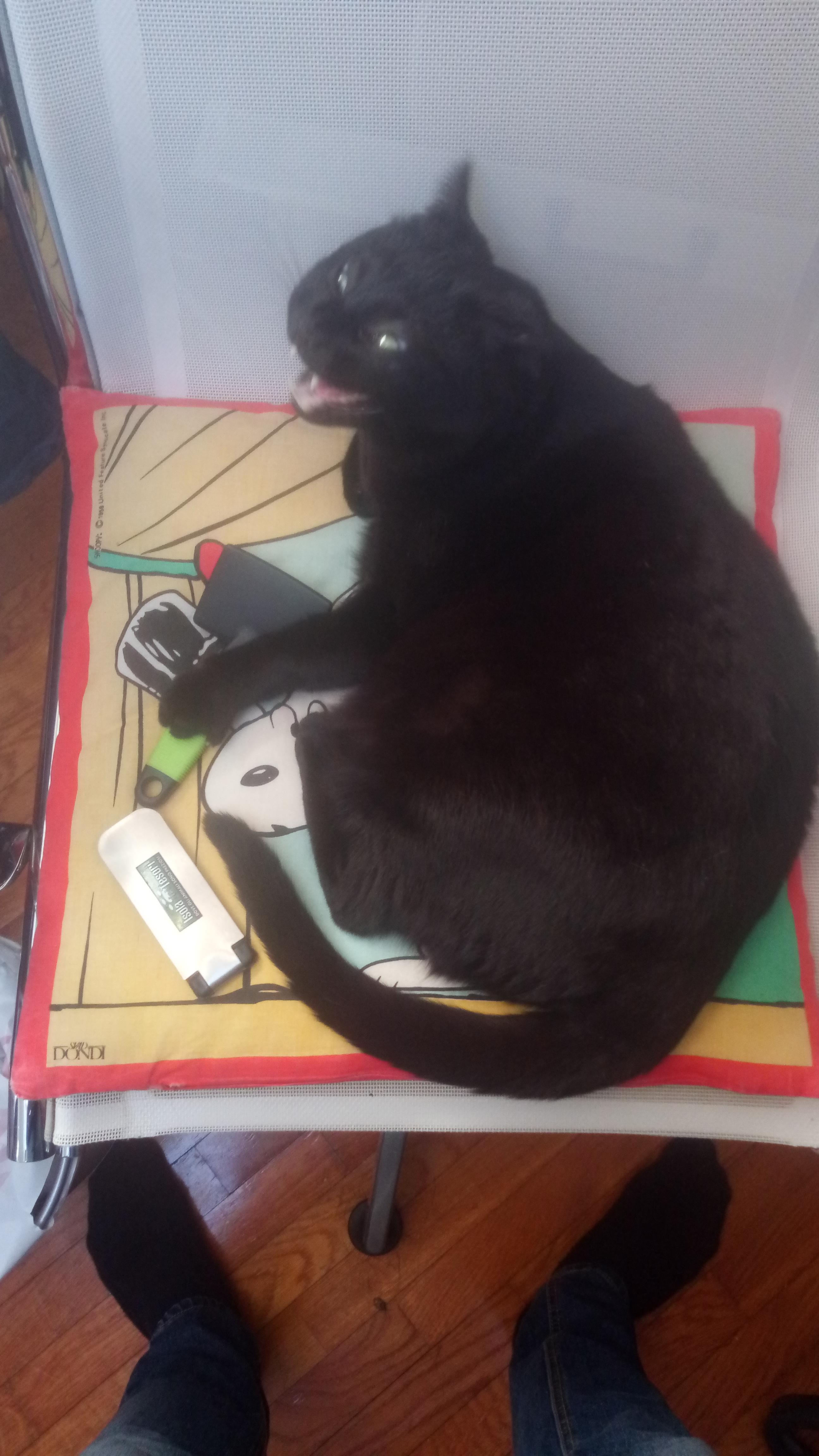 Blursed yawn | Scrolller