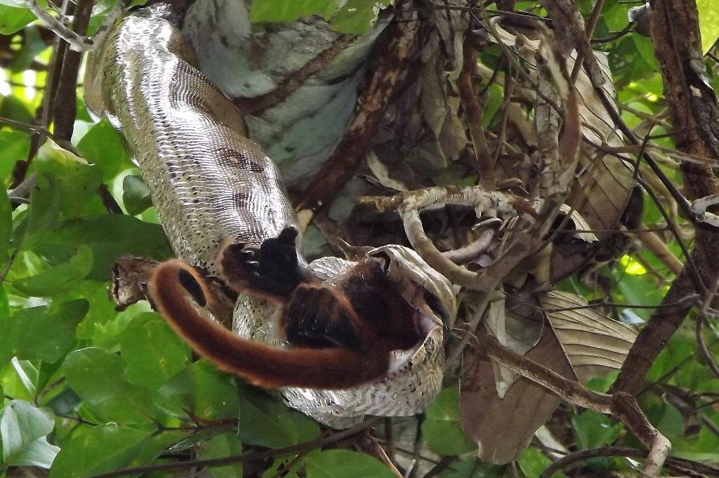 Boa constrictor swallowing a Howler Monkey | Scrolller