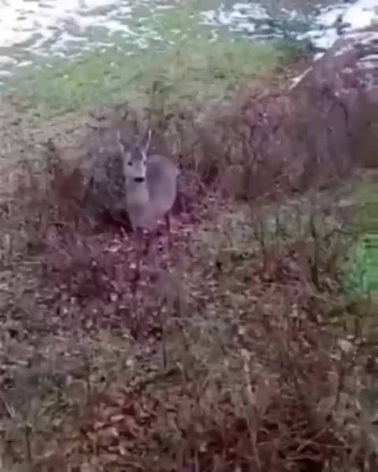 When they try to invade your jungle | Scrolller