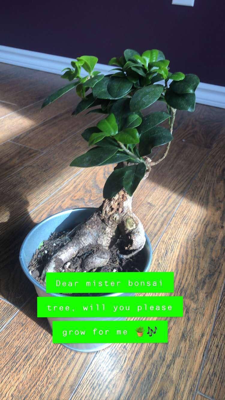 BONSAI 🤓 | Scrolller