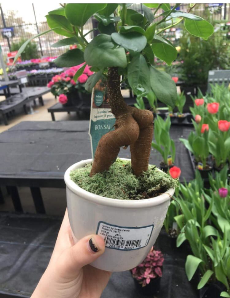 Bonsai Thicc -xposted from photoshopbattles | Scrolller