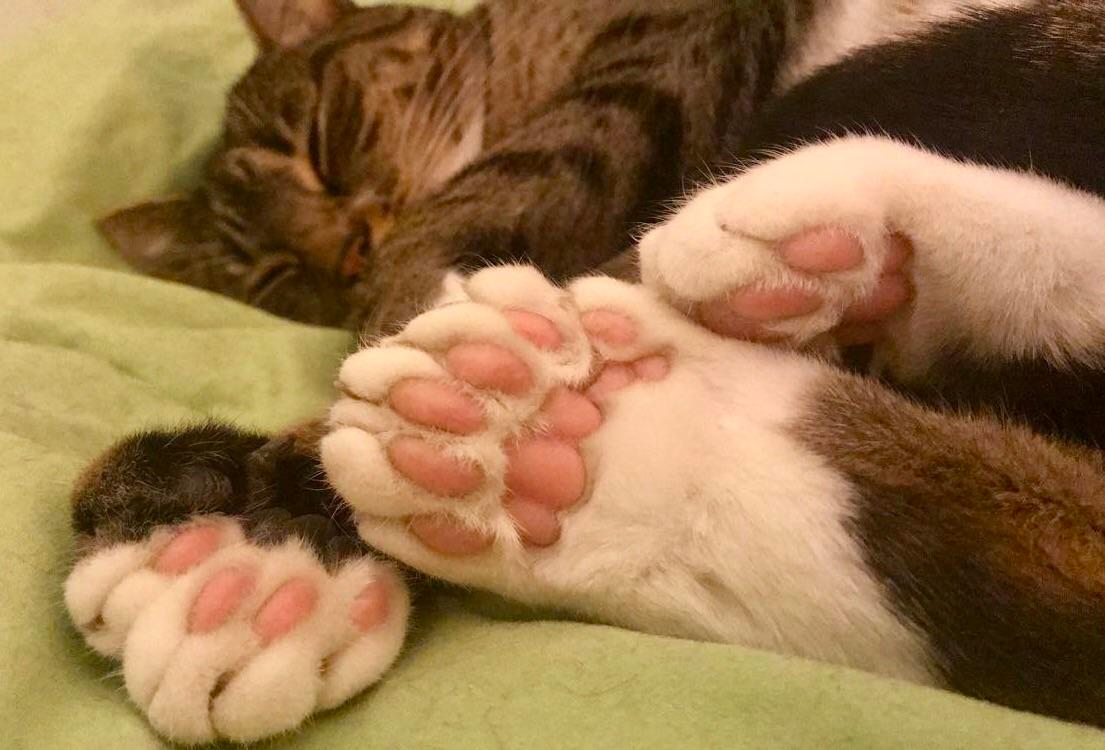 Bonus toes | Scrolller