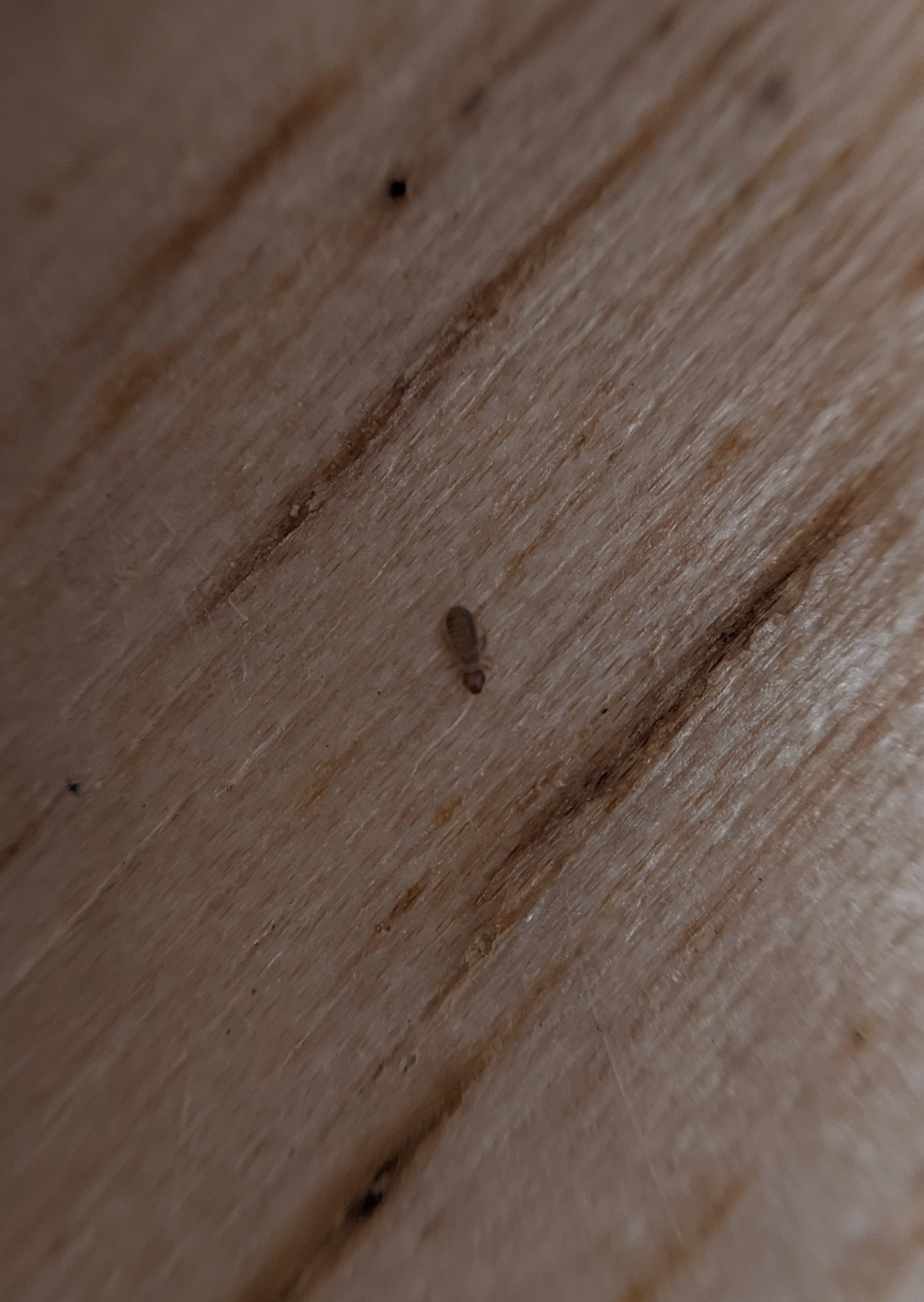 Booklice in kitchen cabinets? Safe way to remove? | Scrolller