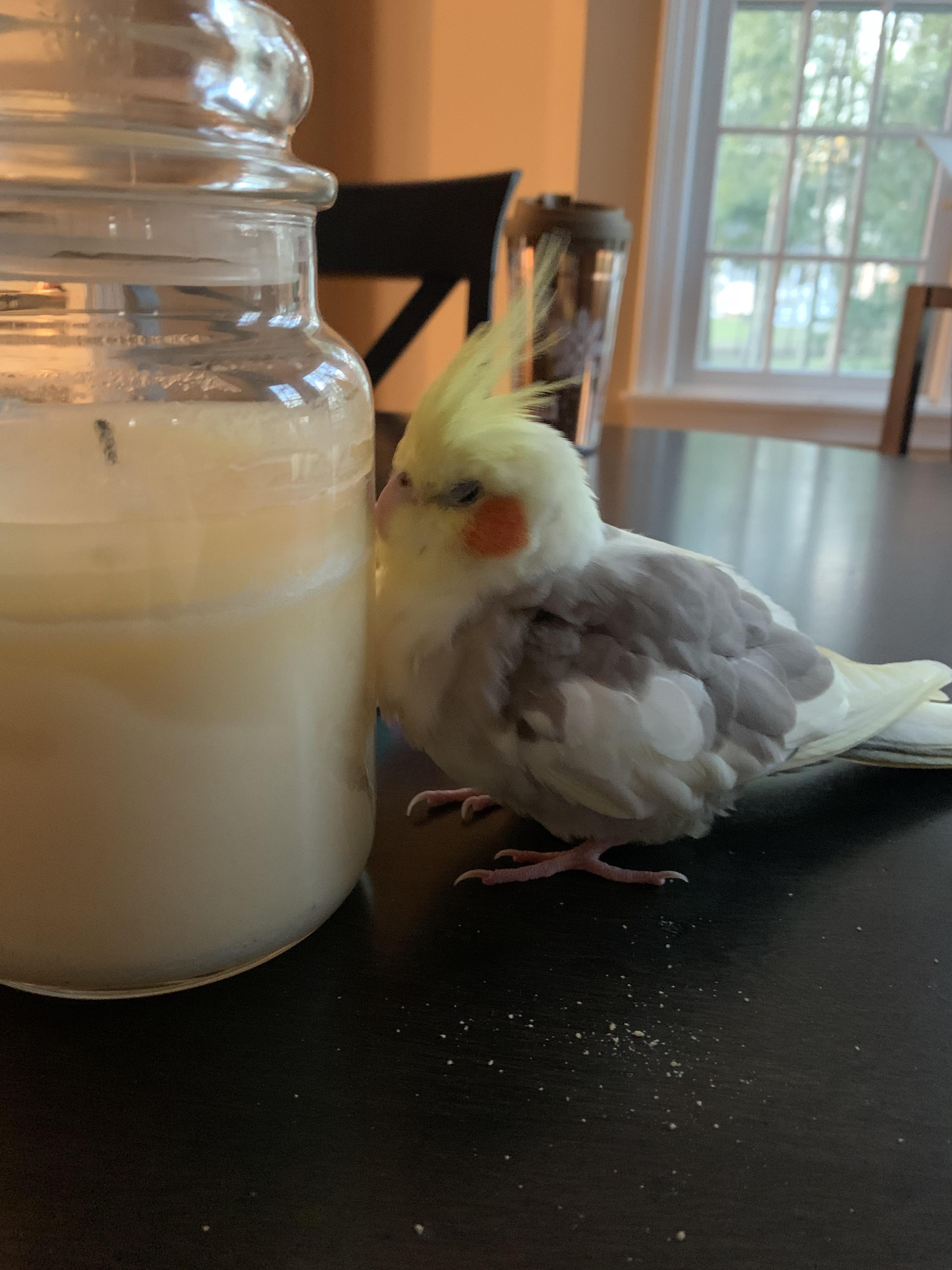 borb sleep | Scrolller