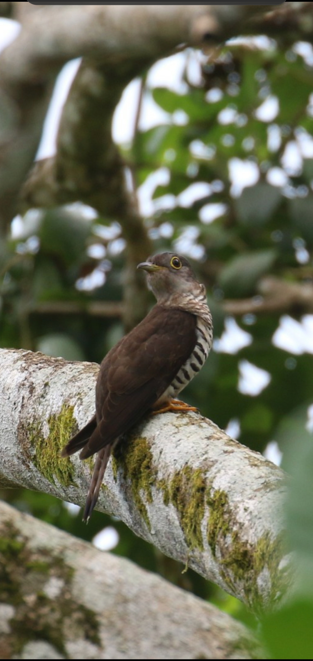 Borneo. What cuckoo is this? | Scrolller