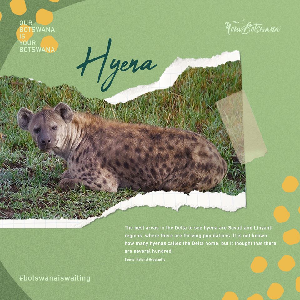 Botswana hyenas - a firm tourist favourite | Scrolller