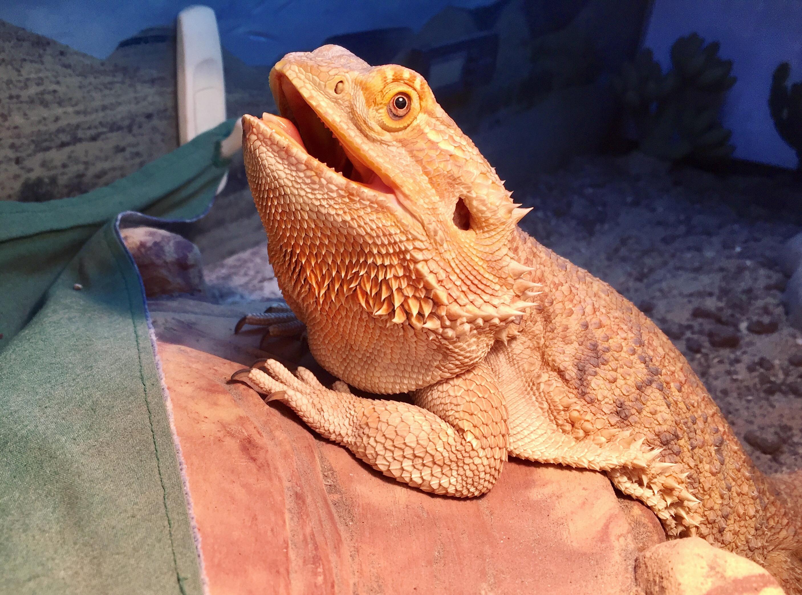 Bottomless pit bearded dragon blup | Scrolller
