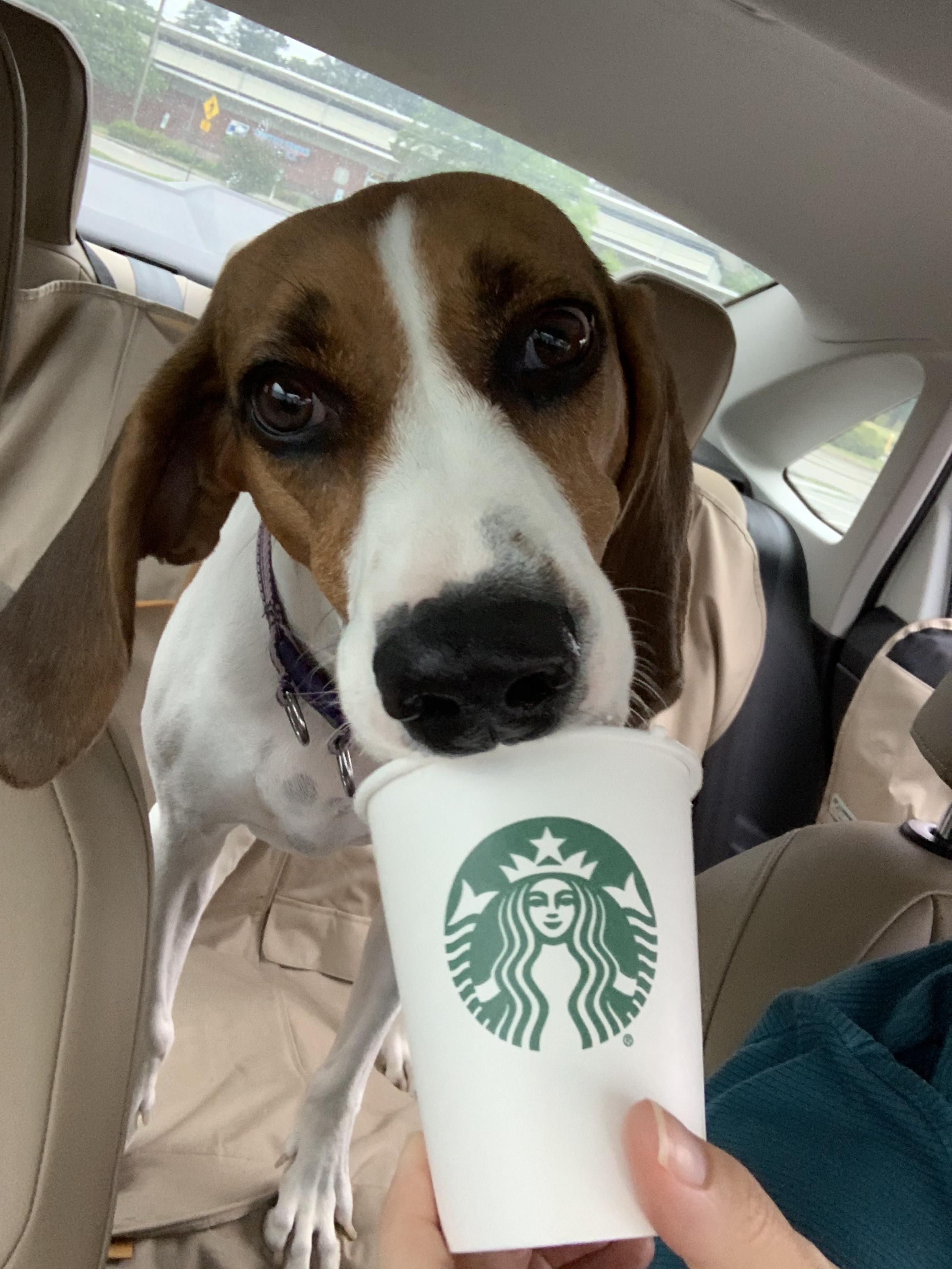 Bougie Coonie Chloe and her Puppucino | Scrolller