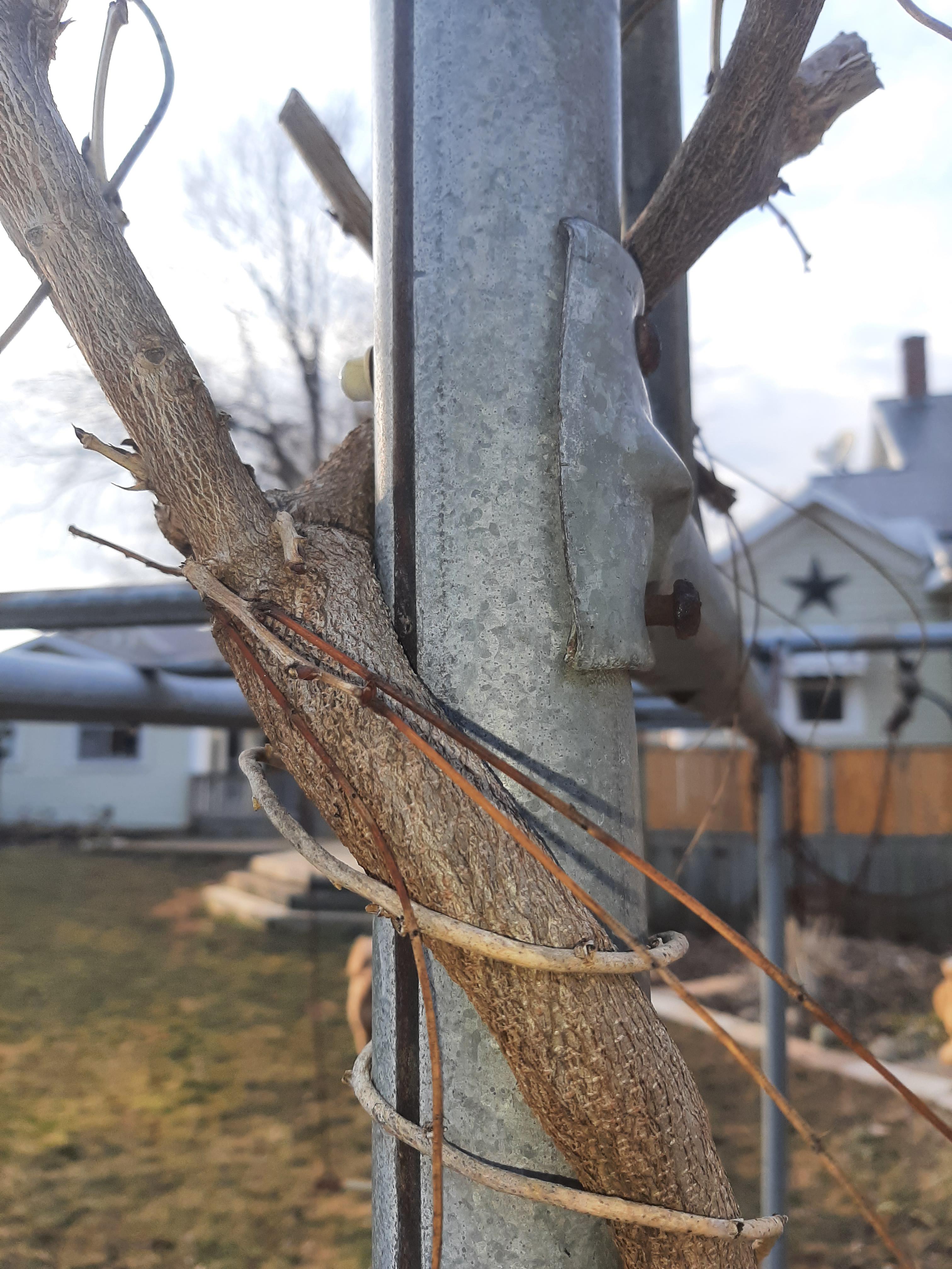 Branches on my childhood swingset have slowly pushed out screws over 20+ years. | Scrolller