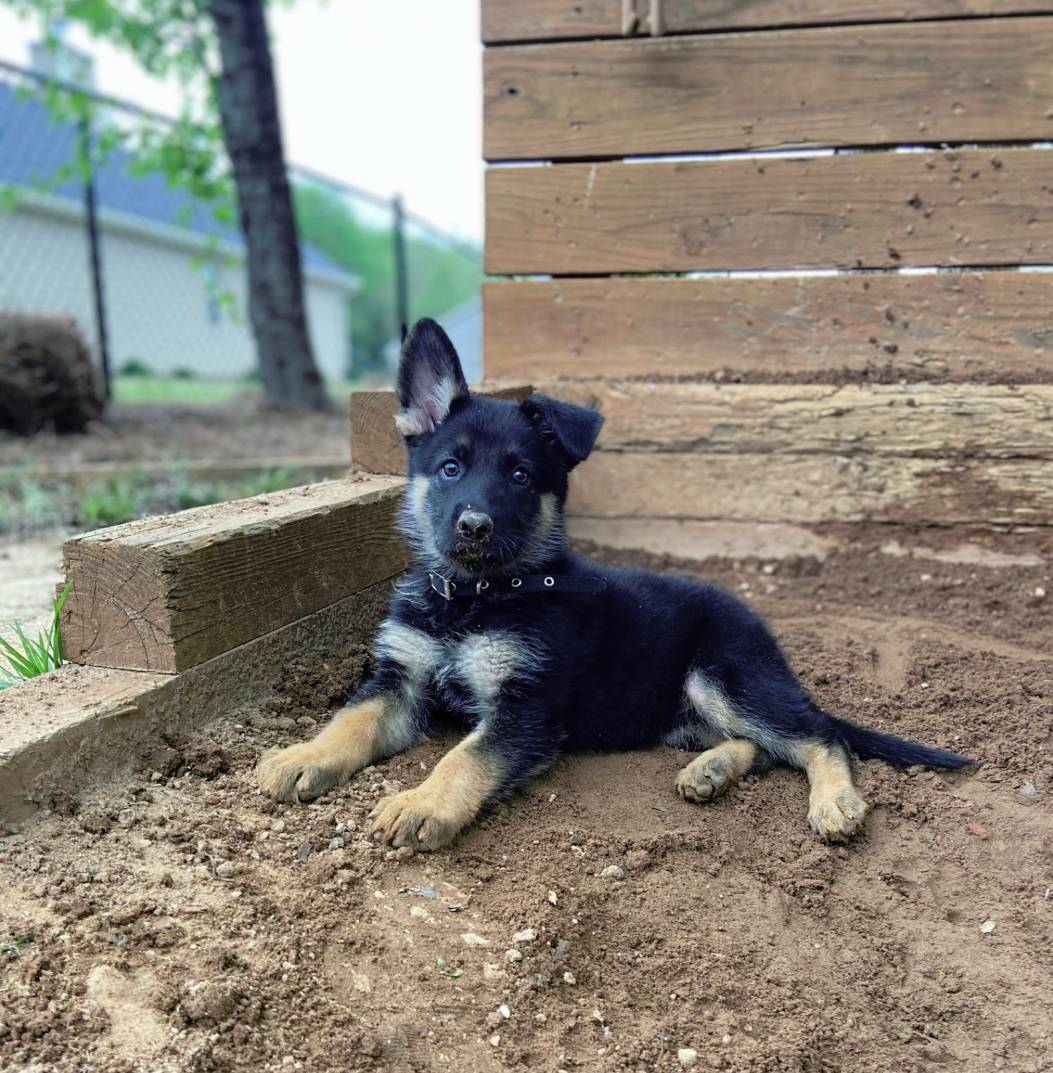 Bravo loved the cool dirt in the horseshoe pit | Scrolller