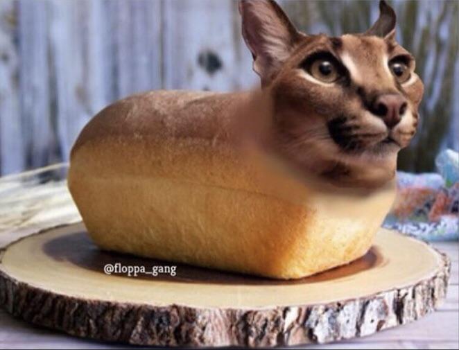 Bread Floppa | Scrolller