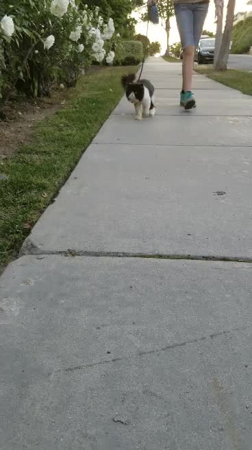 Brisk walk | Scrolller