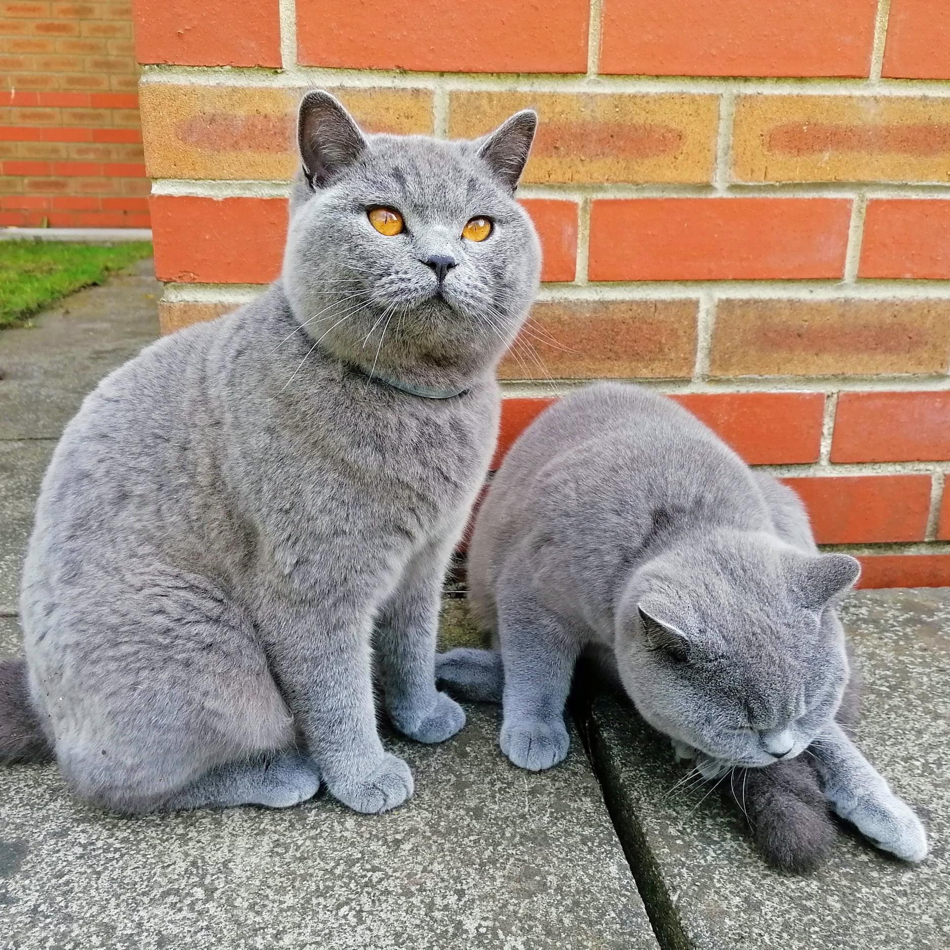 British boys | Scrolller