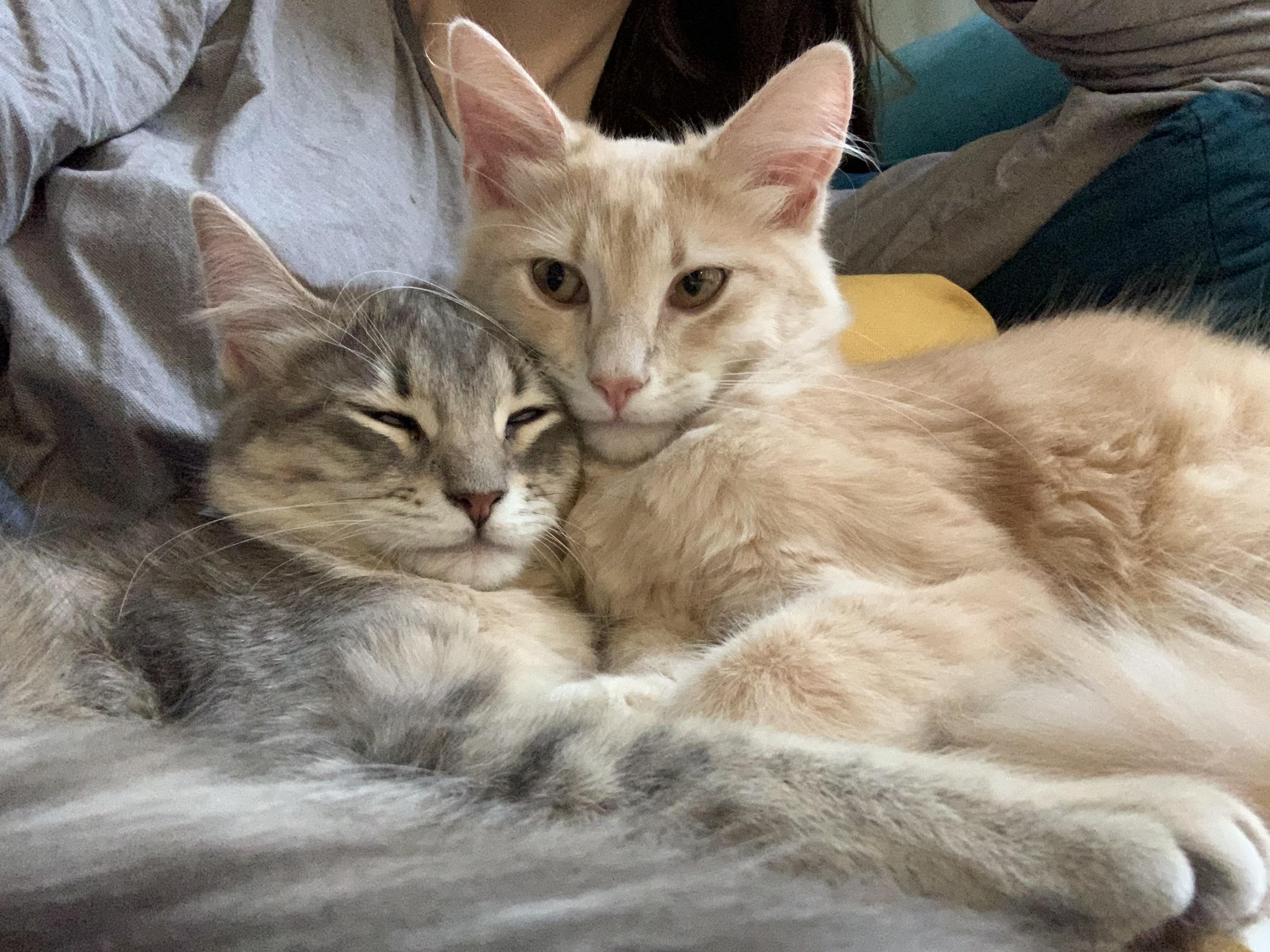 Brother and sister | Scrolller