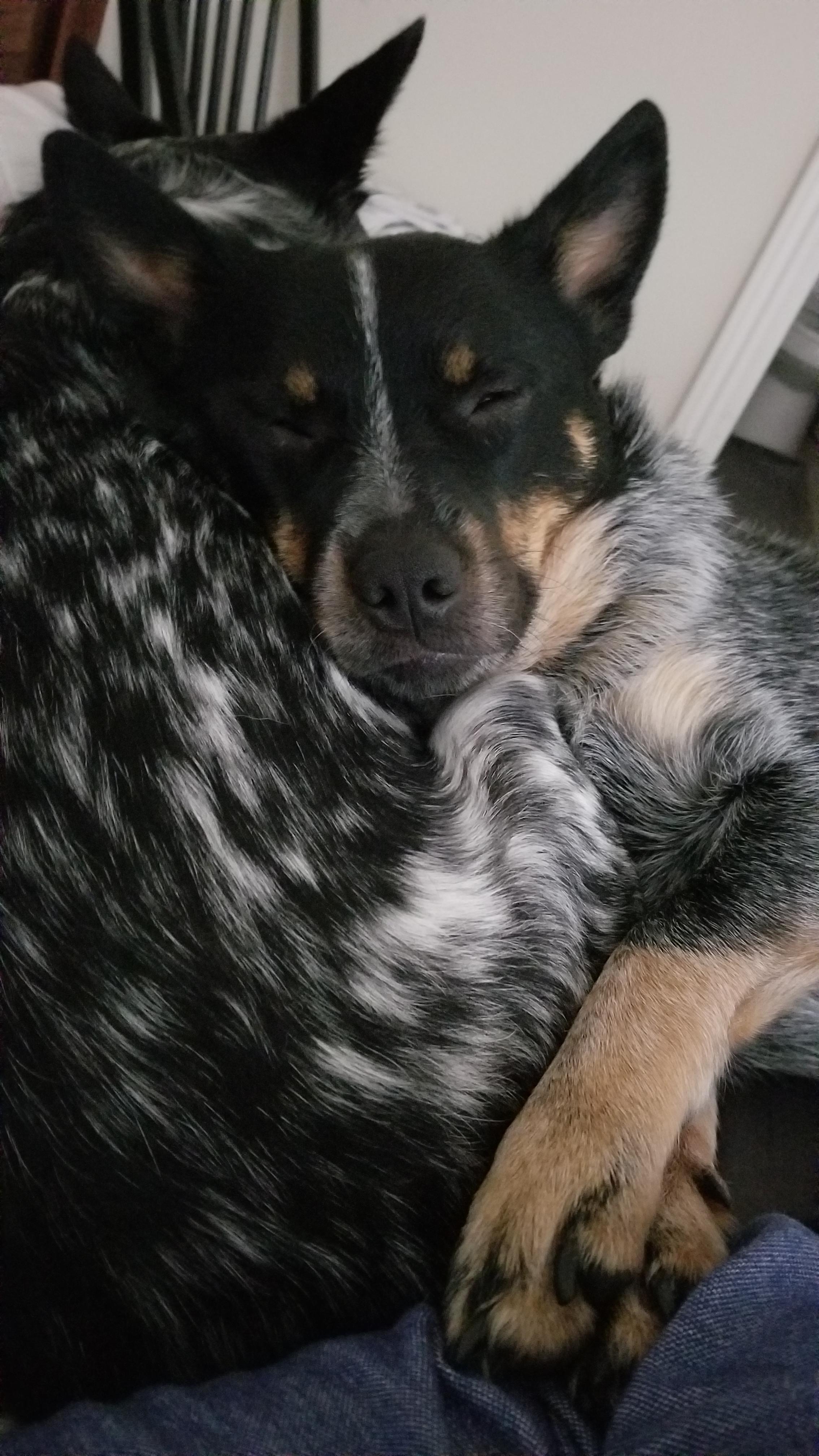 Brother and sister are inseparable | Scrolller