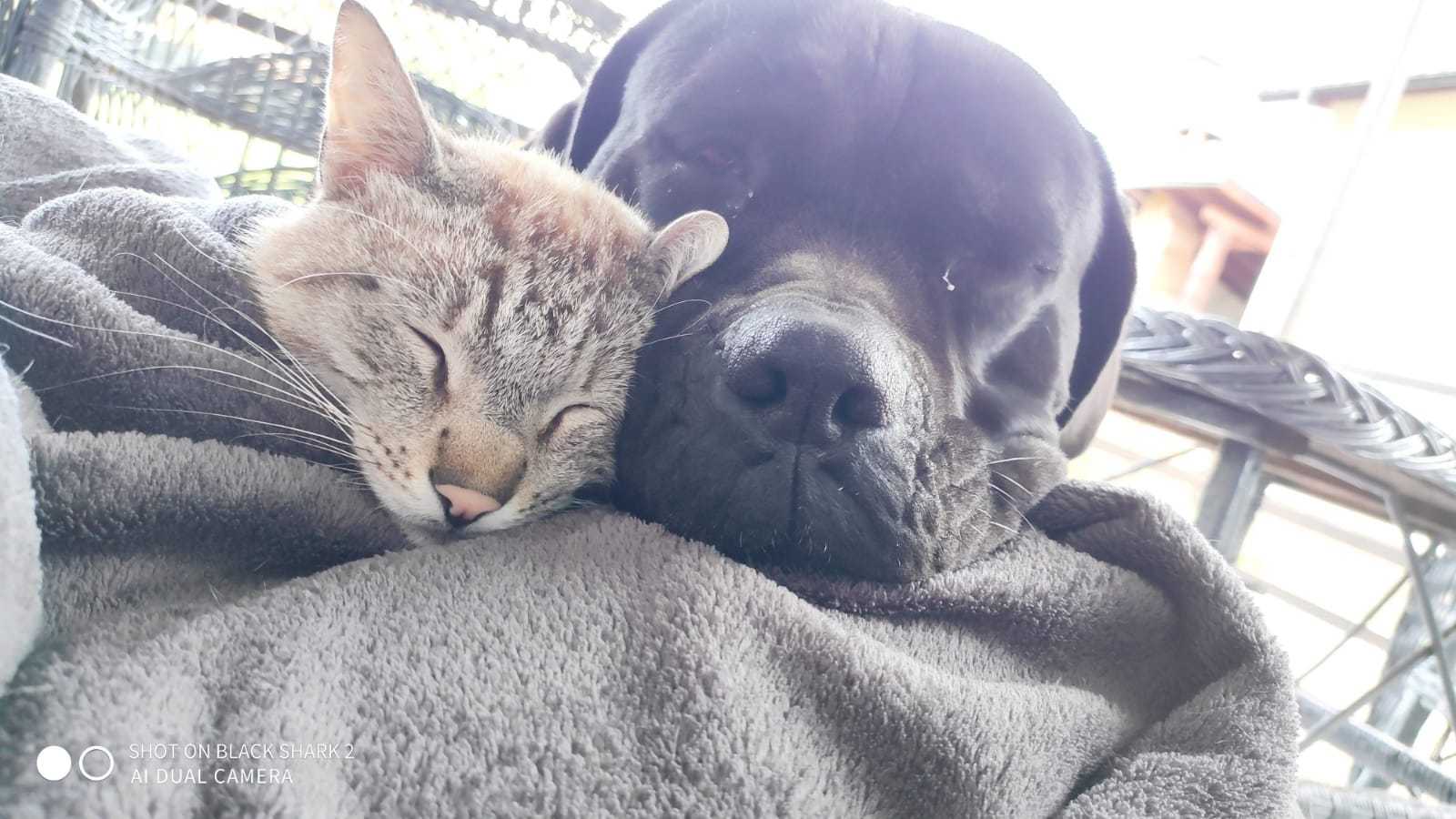 Brother and sister from different species! | Scrolller