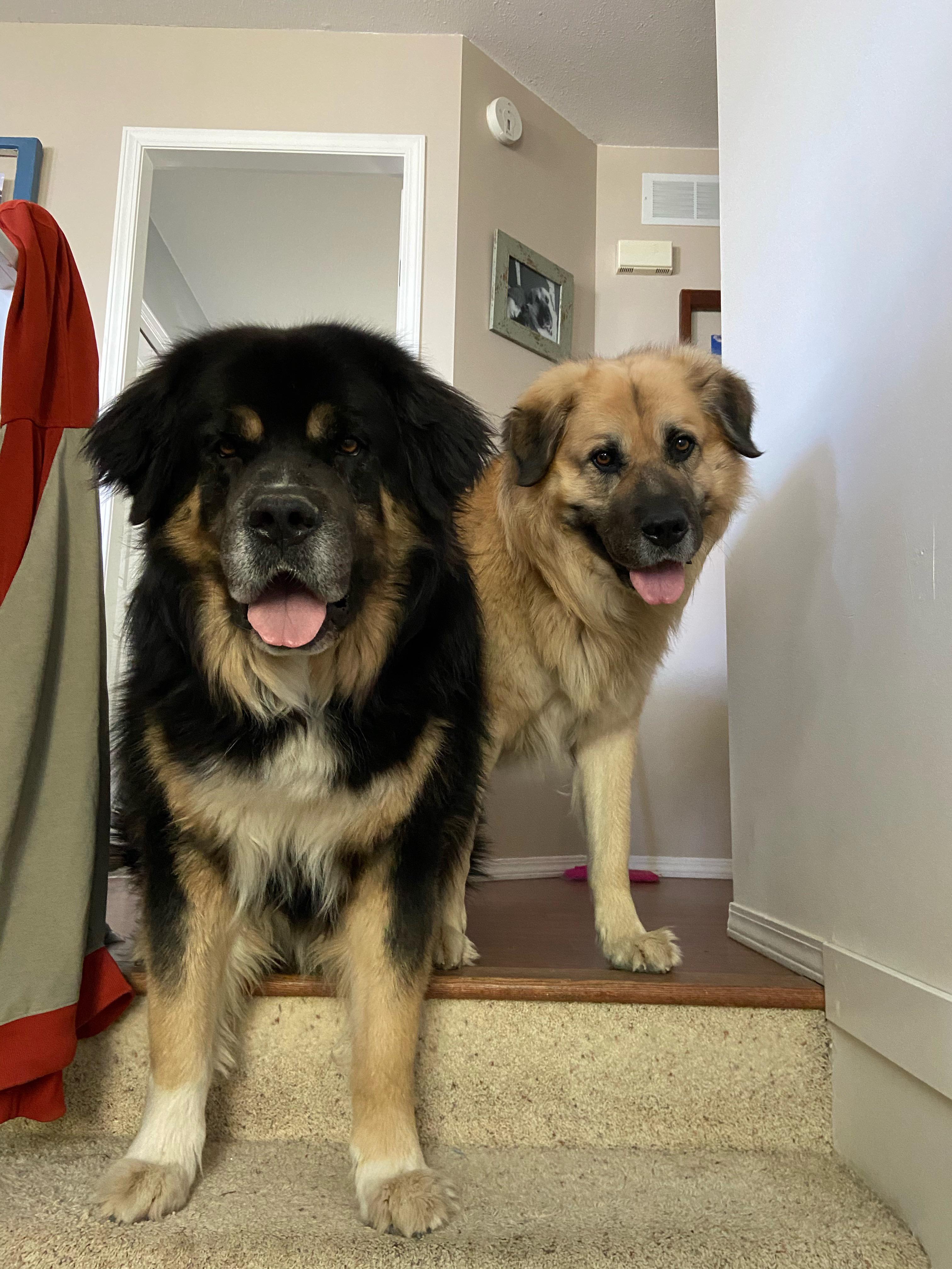 Brotherly love... My pet monsters | Scrolller