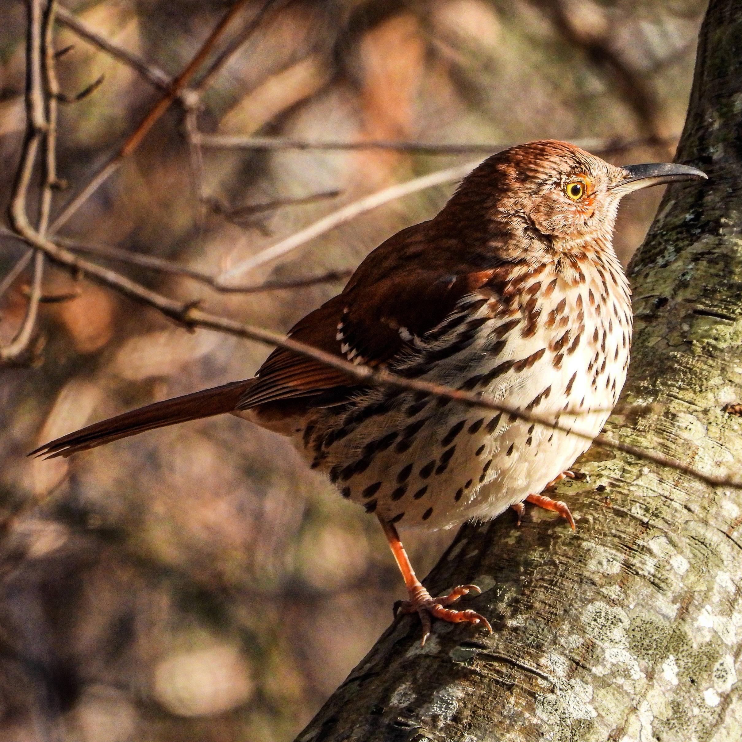 Brown Borb | Scrolller