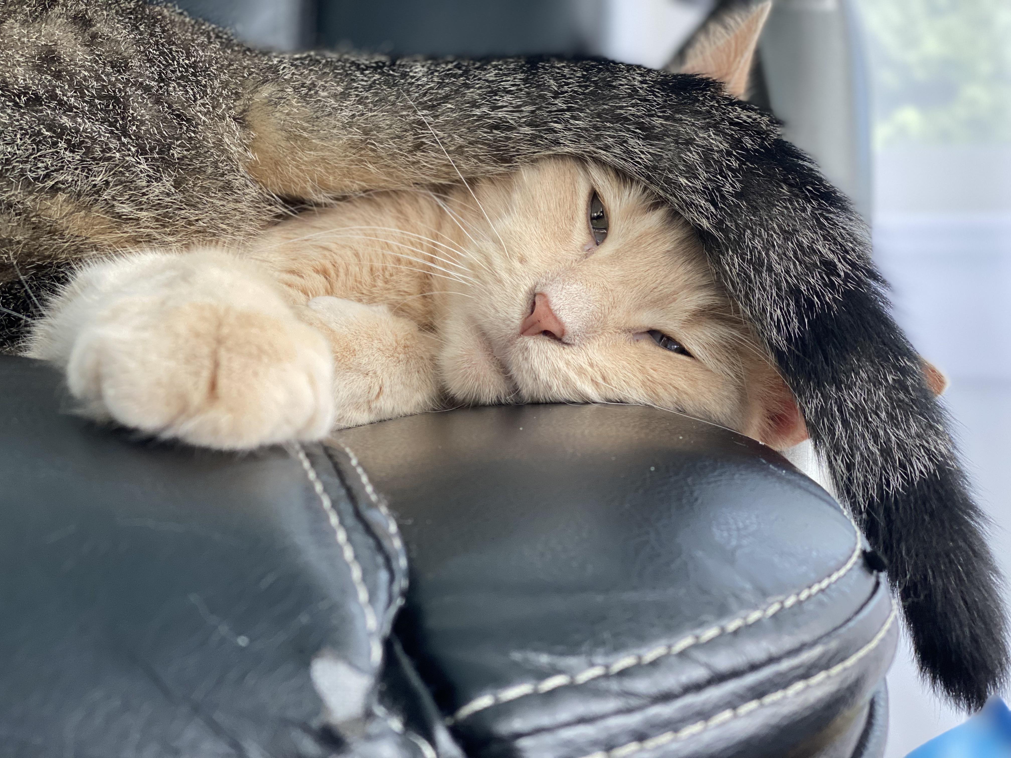 Bruce Shows His Patience For Poppy | Scrolller