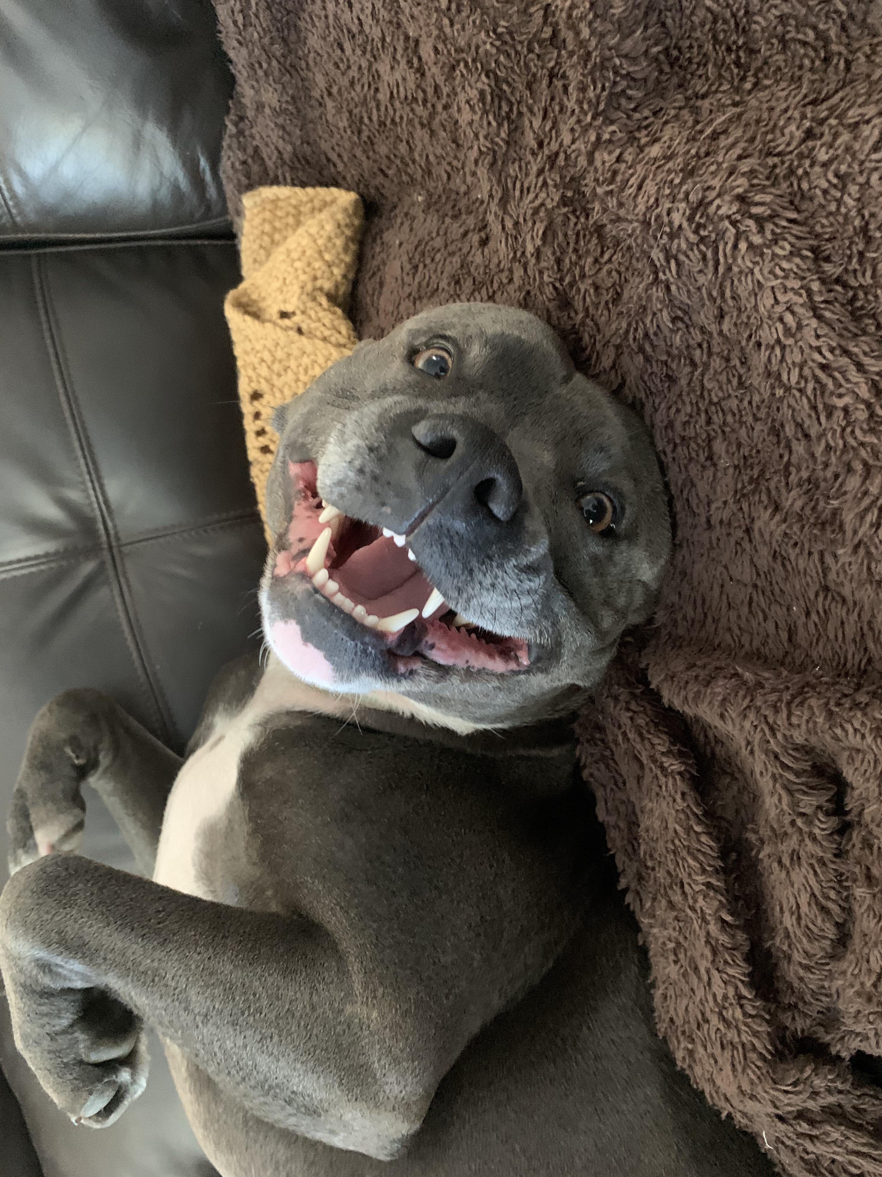 Bruno loves his belly scritches! | Scrolller